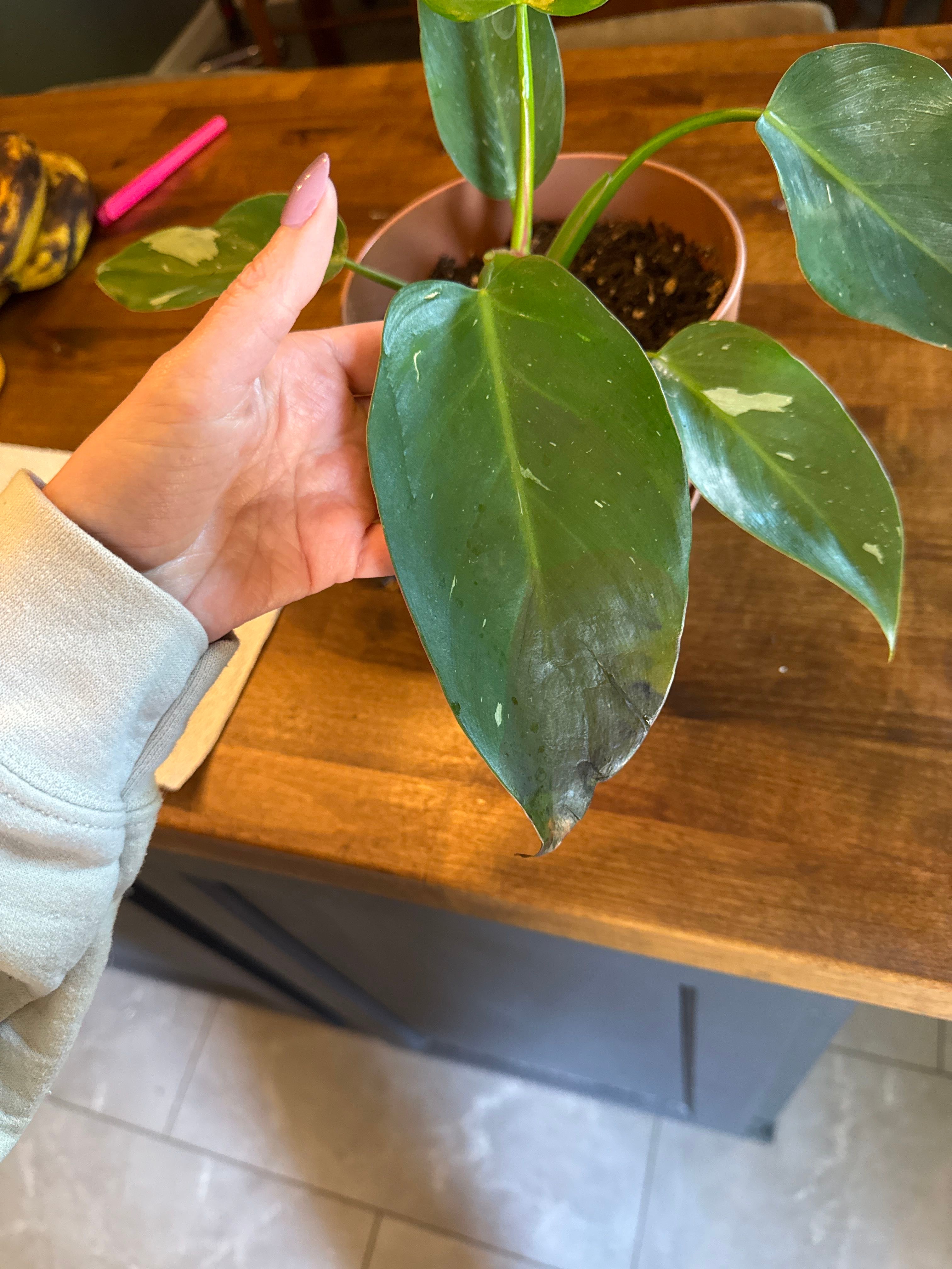 🤒 Why Are There Brown Spots on My Blushing Philodendron?