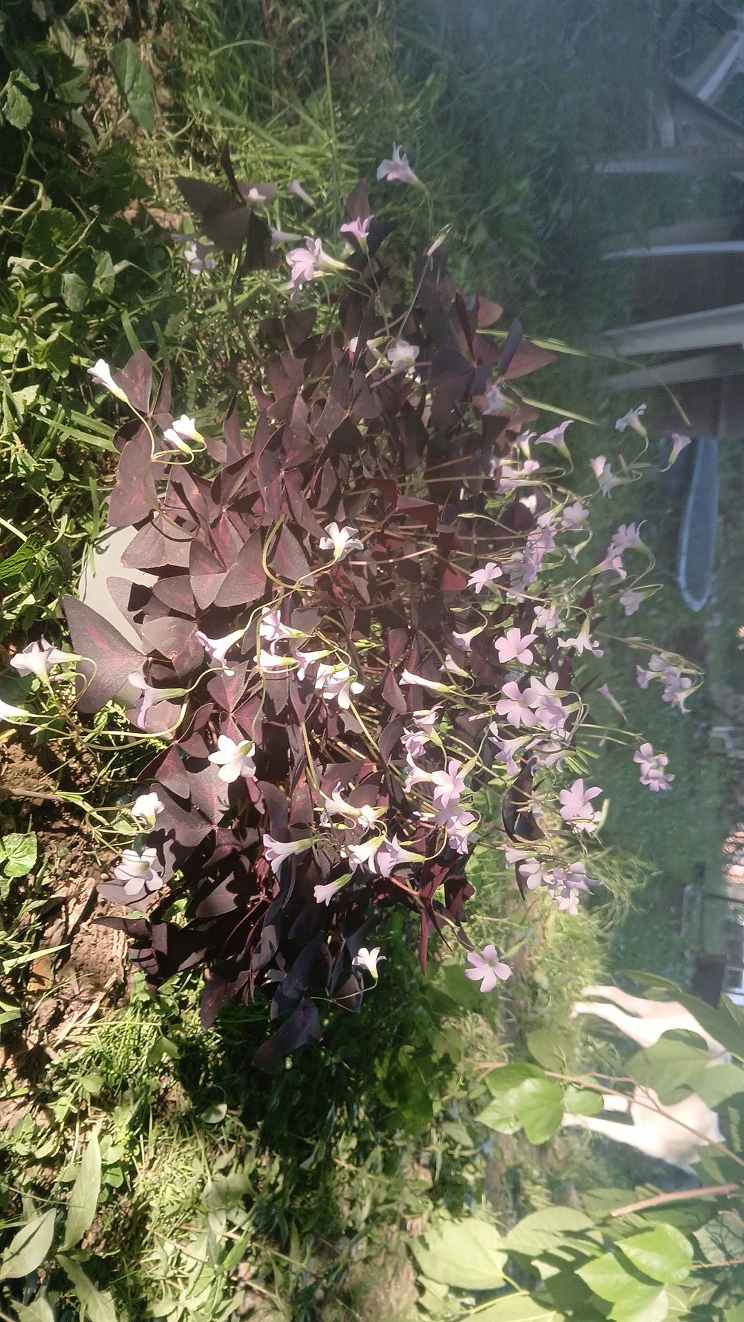 The Complete Fire Fern Plant Care Guide: Water, Light & Beyond