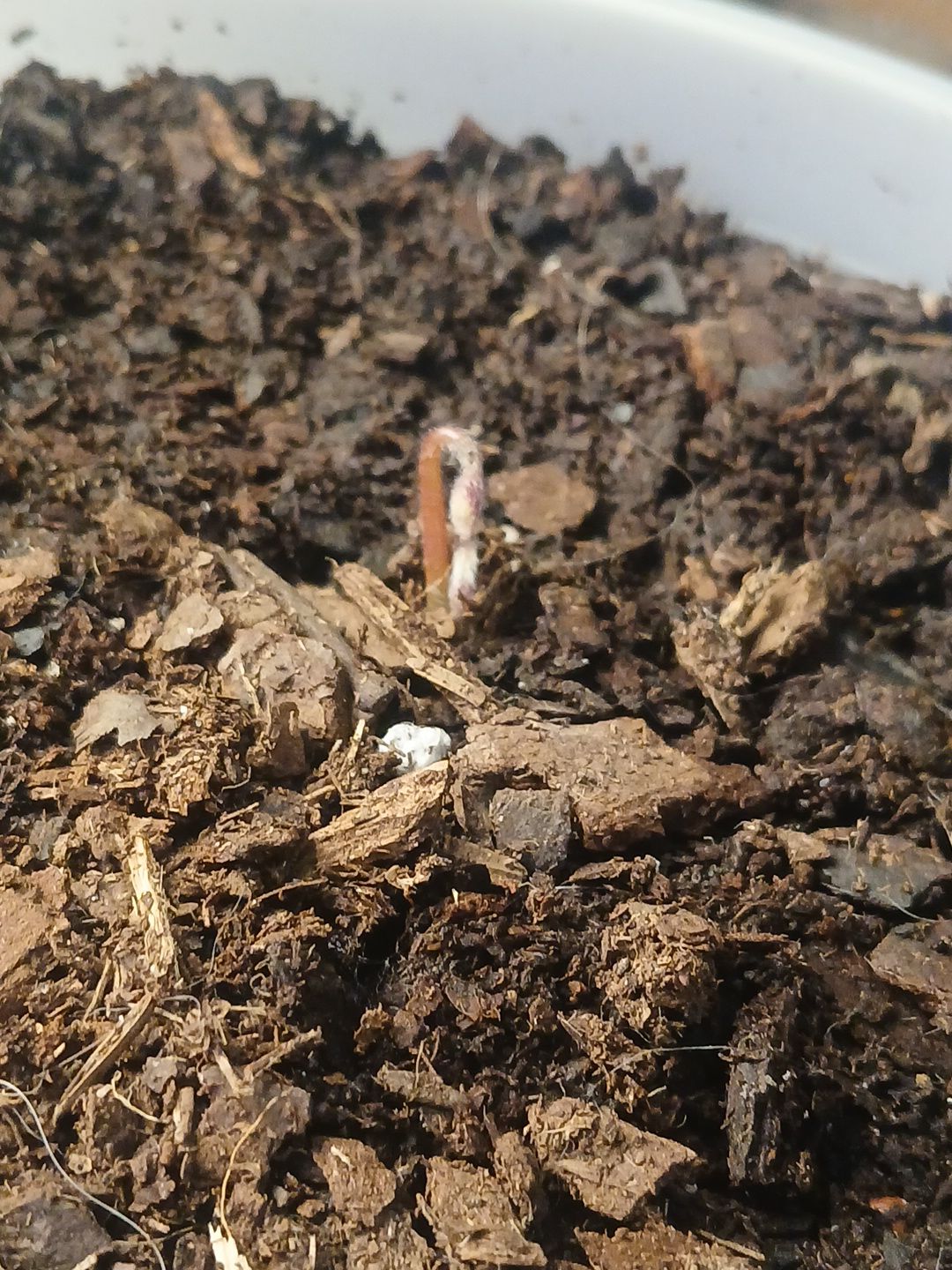 Step-by-Step Guide for How to Plant Oxalis 'Iron Cross' ⛏️