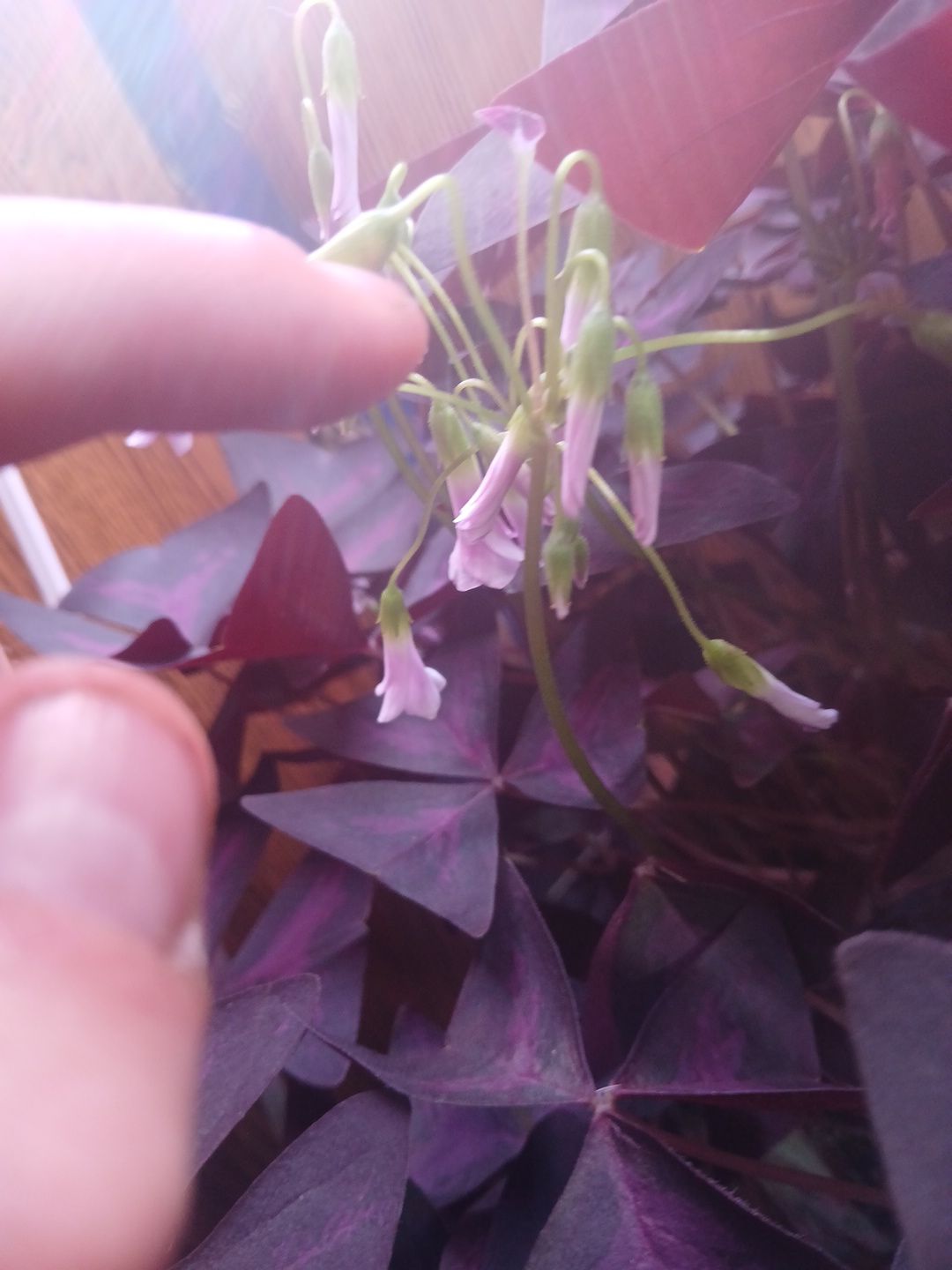 Step-by-Step Guide for How to Plant Oxalis 'Iron Cross' ⛏️