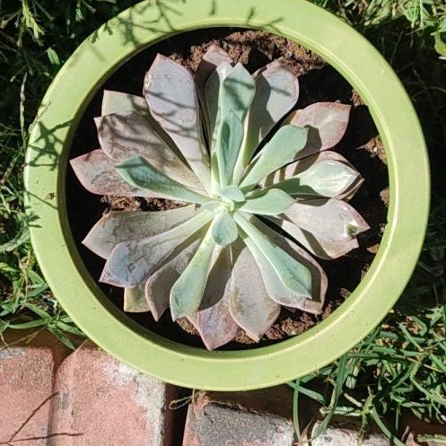 Graptoveria 'Francesca': How Much Water & Light Does it Need to Thrive?