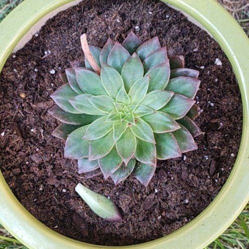 Tacisedum 'Solar Flare' Plant Care: Water, Light, Nutrients | Greg App 🌱