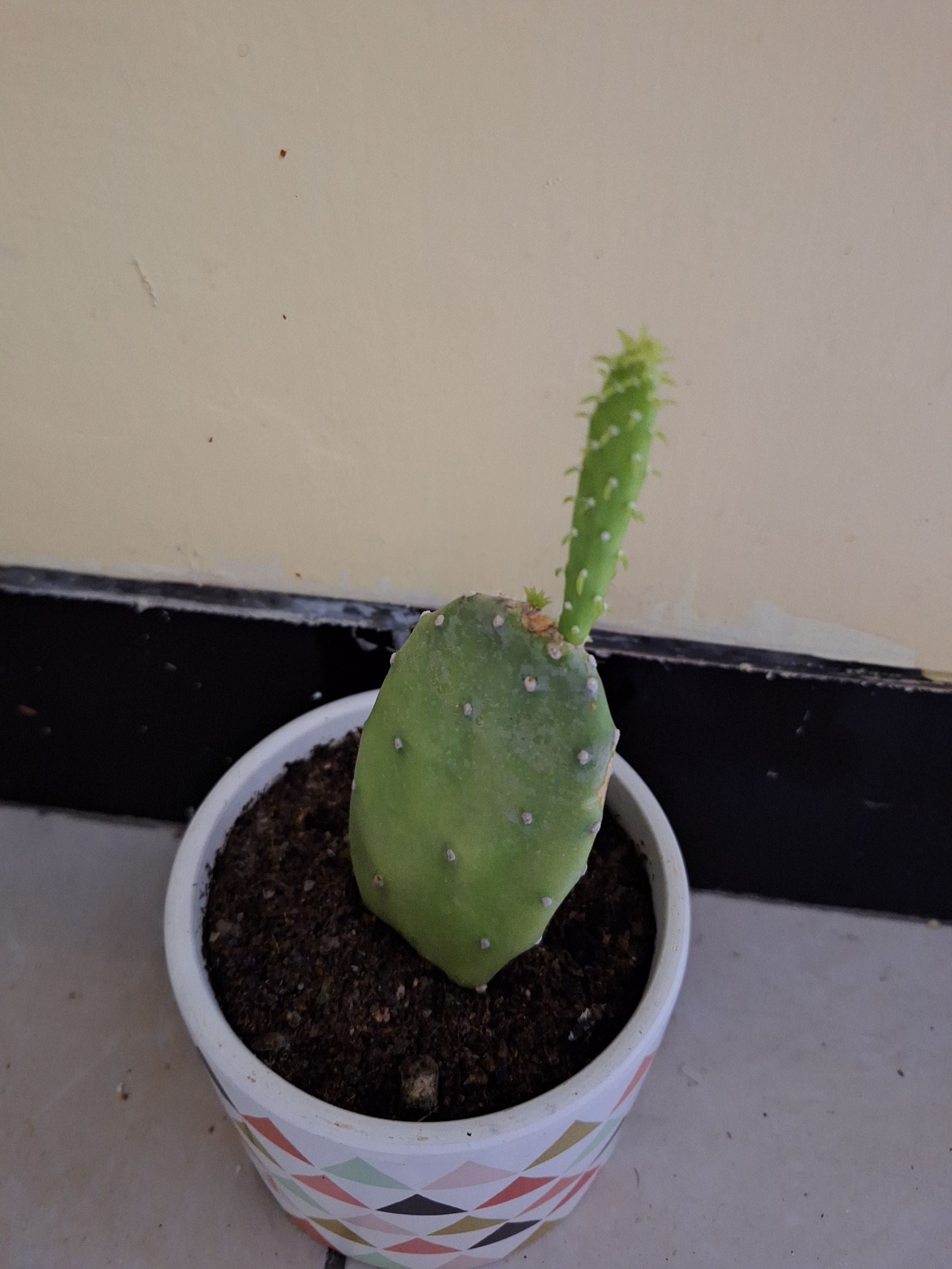 Marisol | A plant by @IconAchiote on Greg