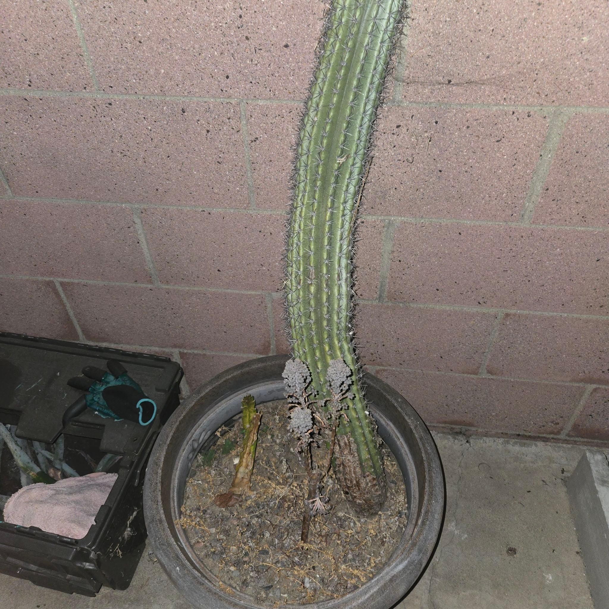 🐘 Elephant Cactus: A Comprehensive Overview