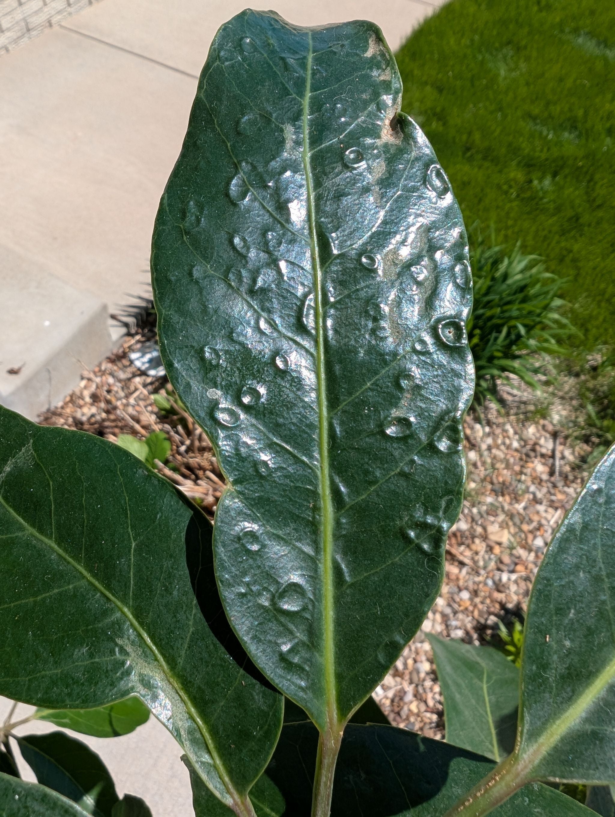 The Complete Alpine Schefflera Plant Care Guide: Water, Light & Beyond