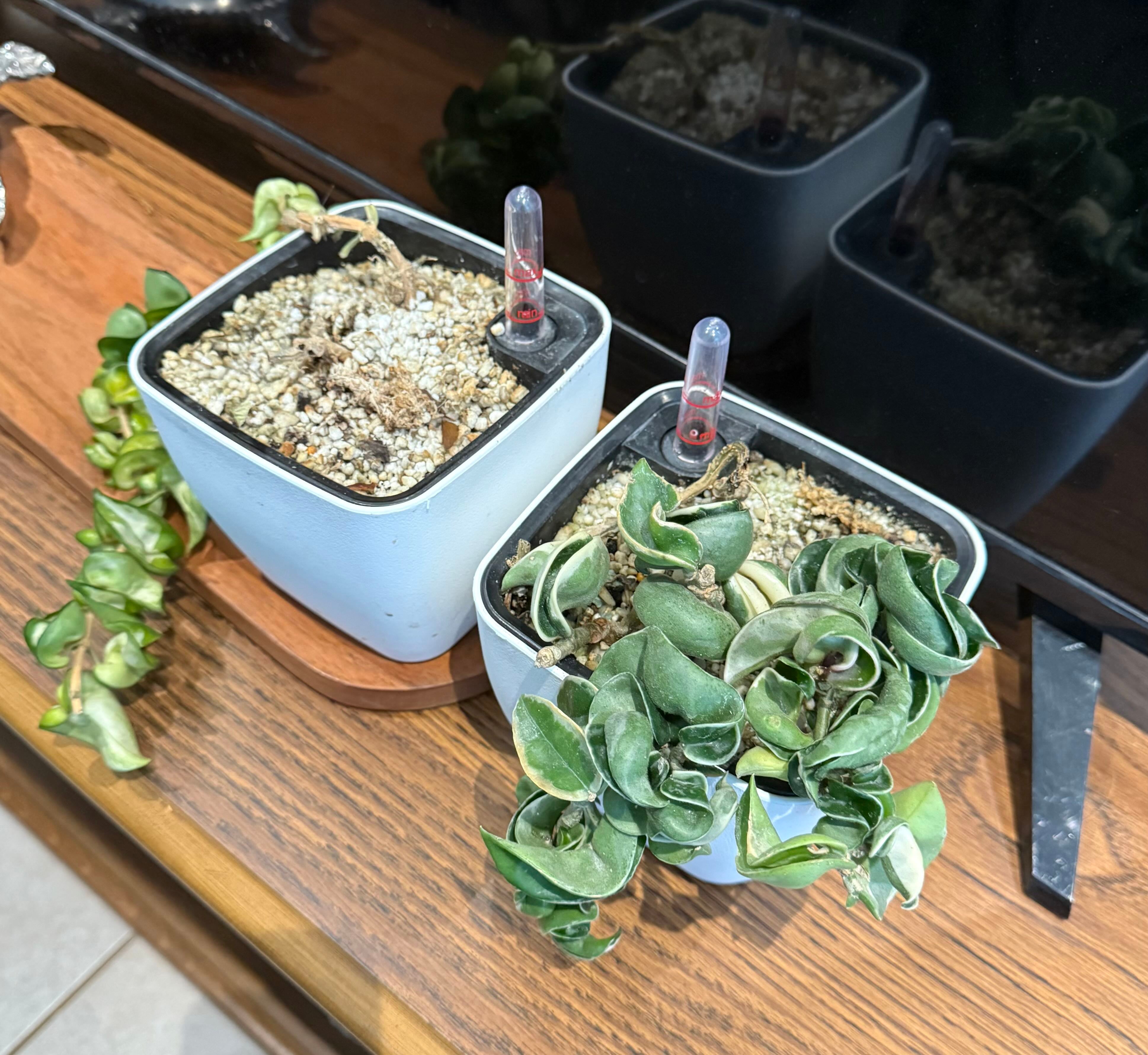 🪢 Ultimate Guide to Variegated Hindu Rope Plant Varieties