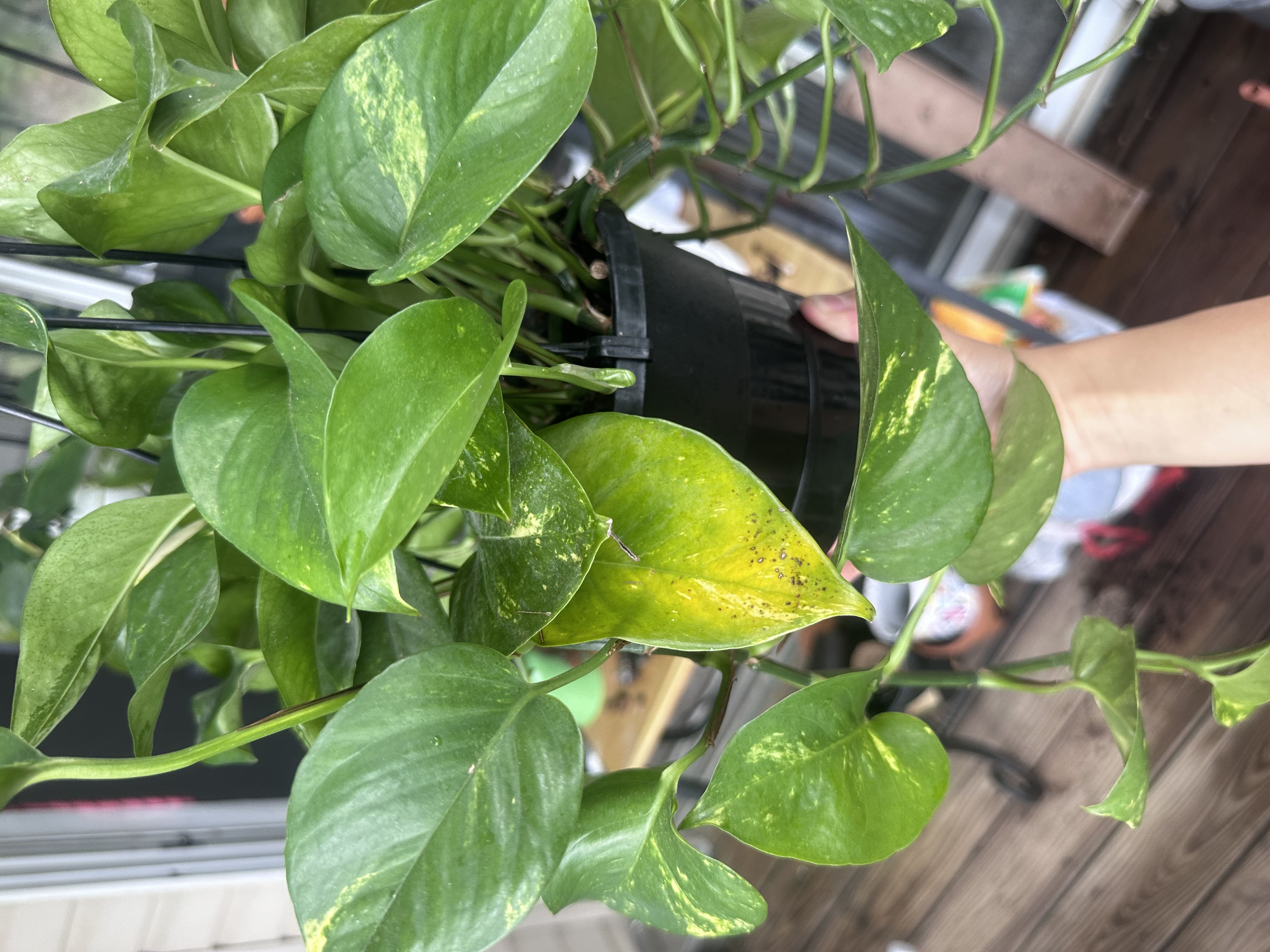Golden Pothos: How Much Water & Light Does it Need to Thrive?