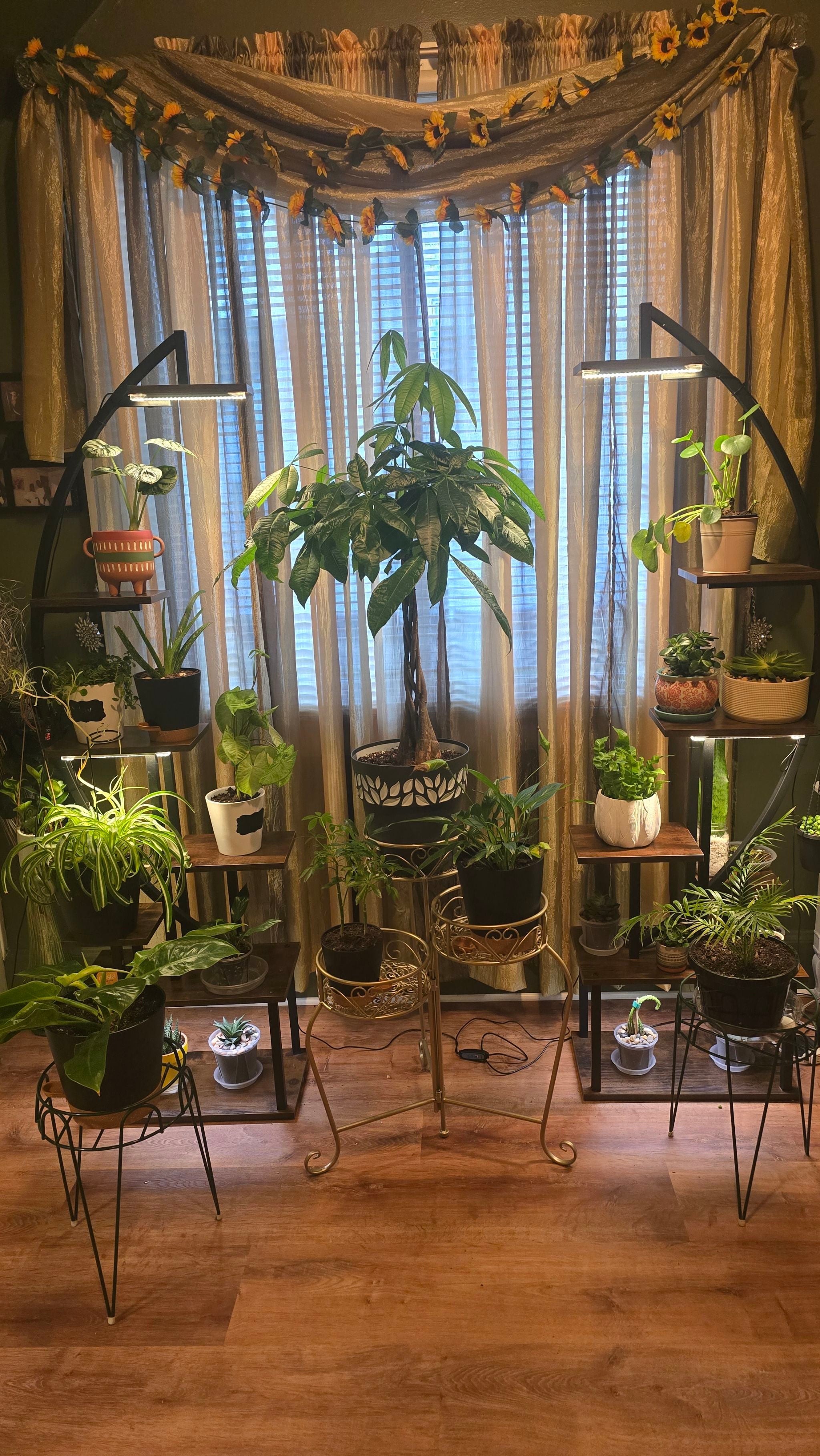 what’s wrong with the leaves?