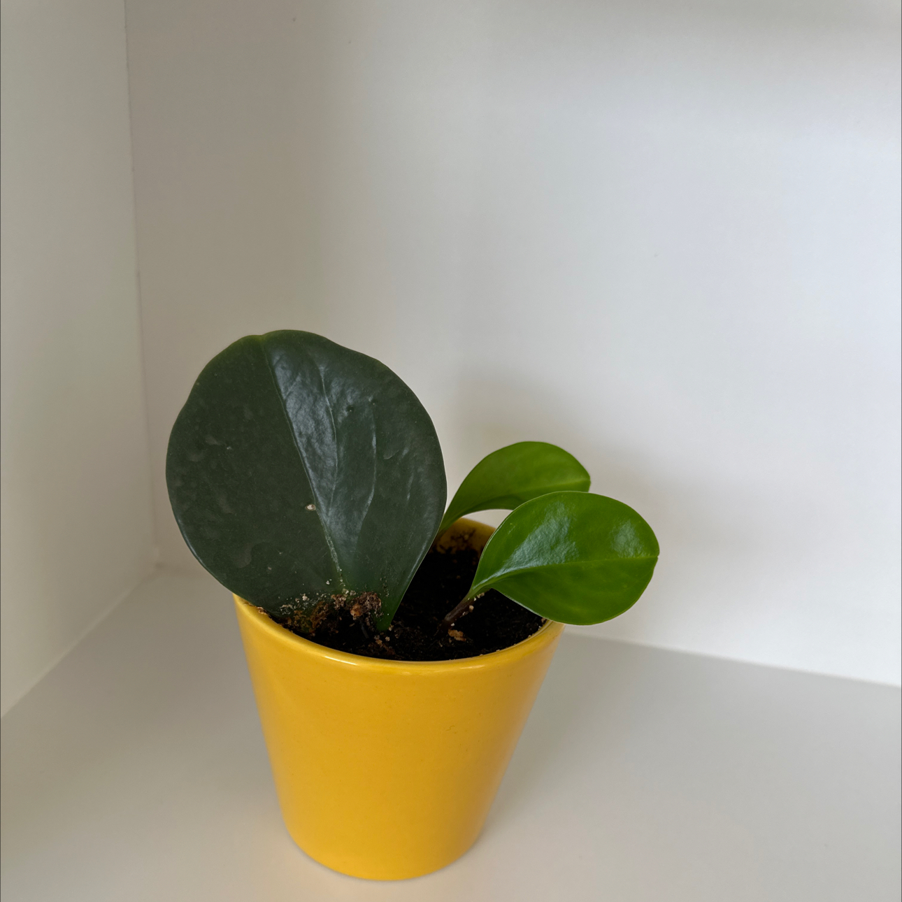 Propagating Felted Peperomia: Step-by-Step Guide