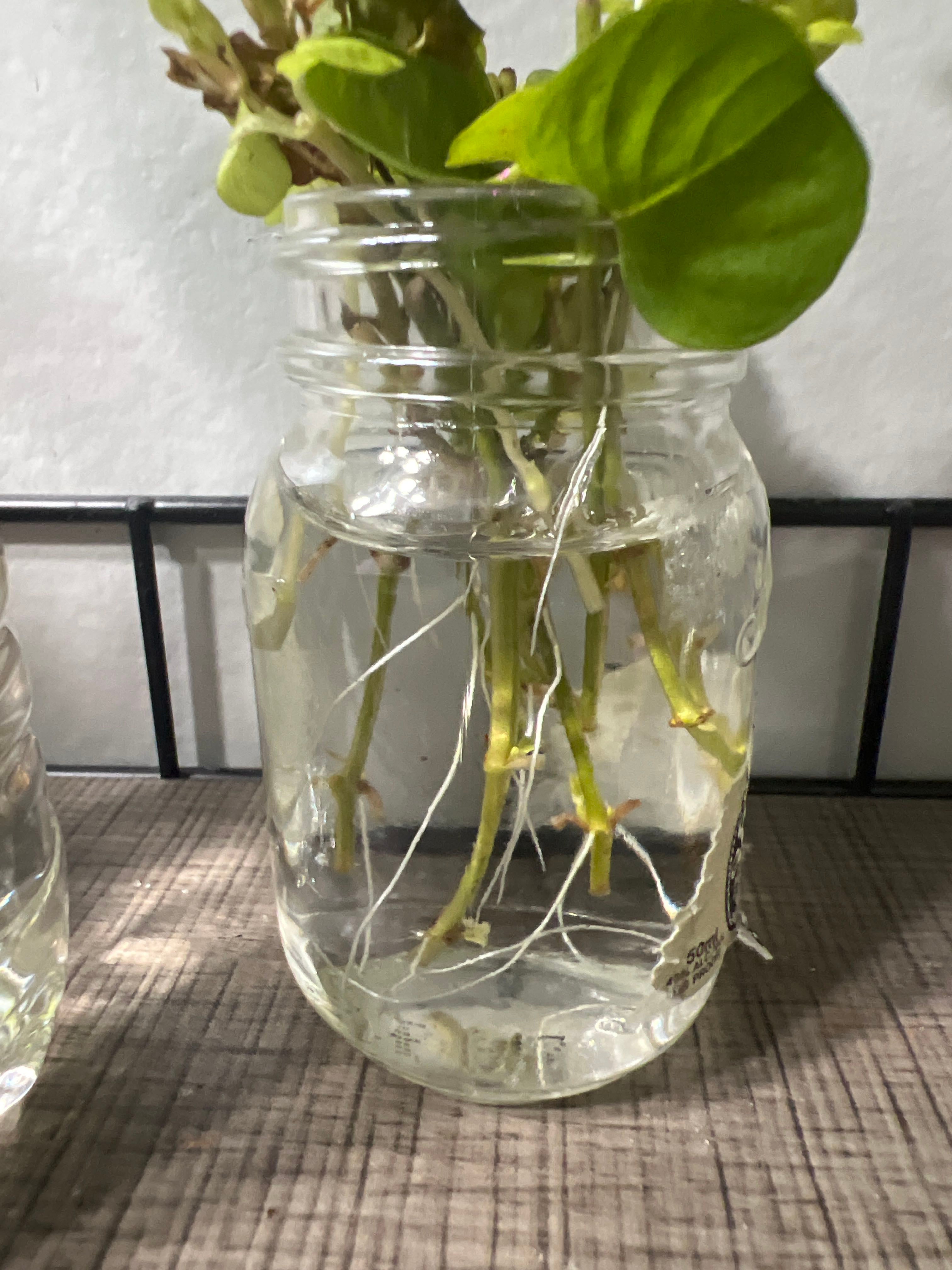 Propagating My Creeping Jenny: Step-by-step Guide