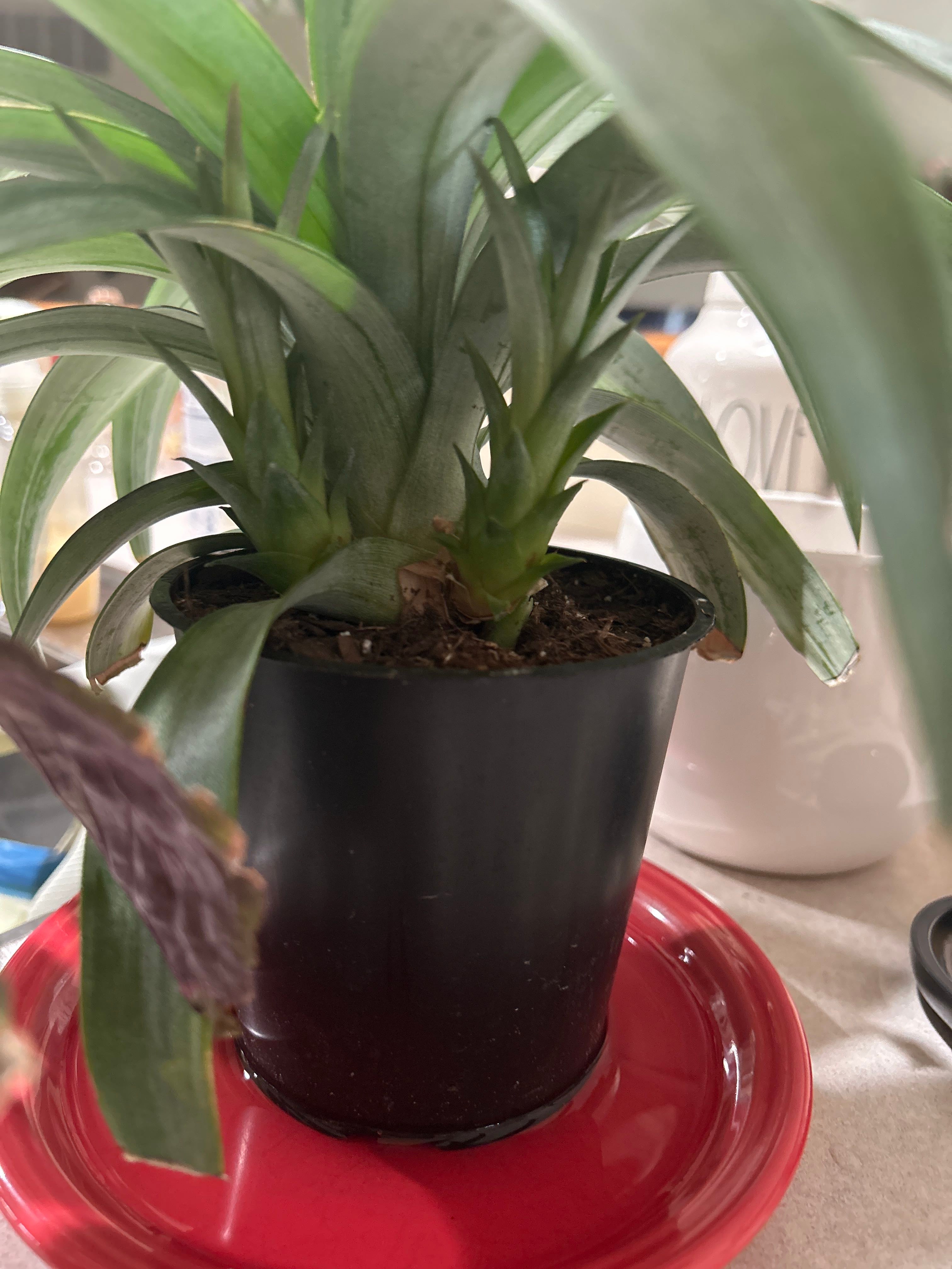 🍍 Pineapple Roots 101