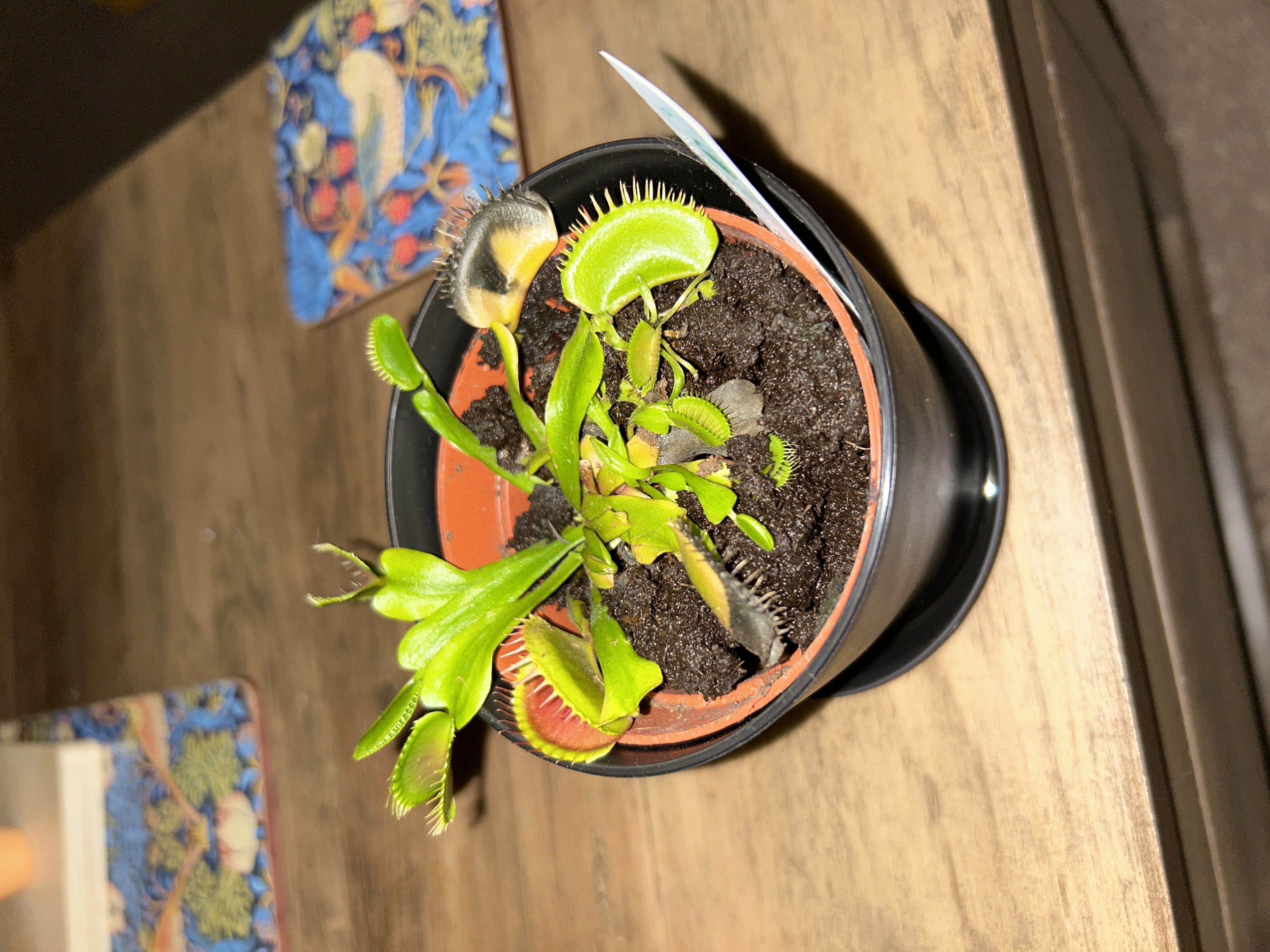 6 Ideal Companions for Your Venus Fly Trap 🪰