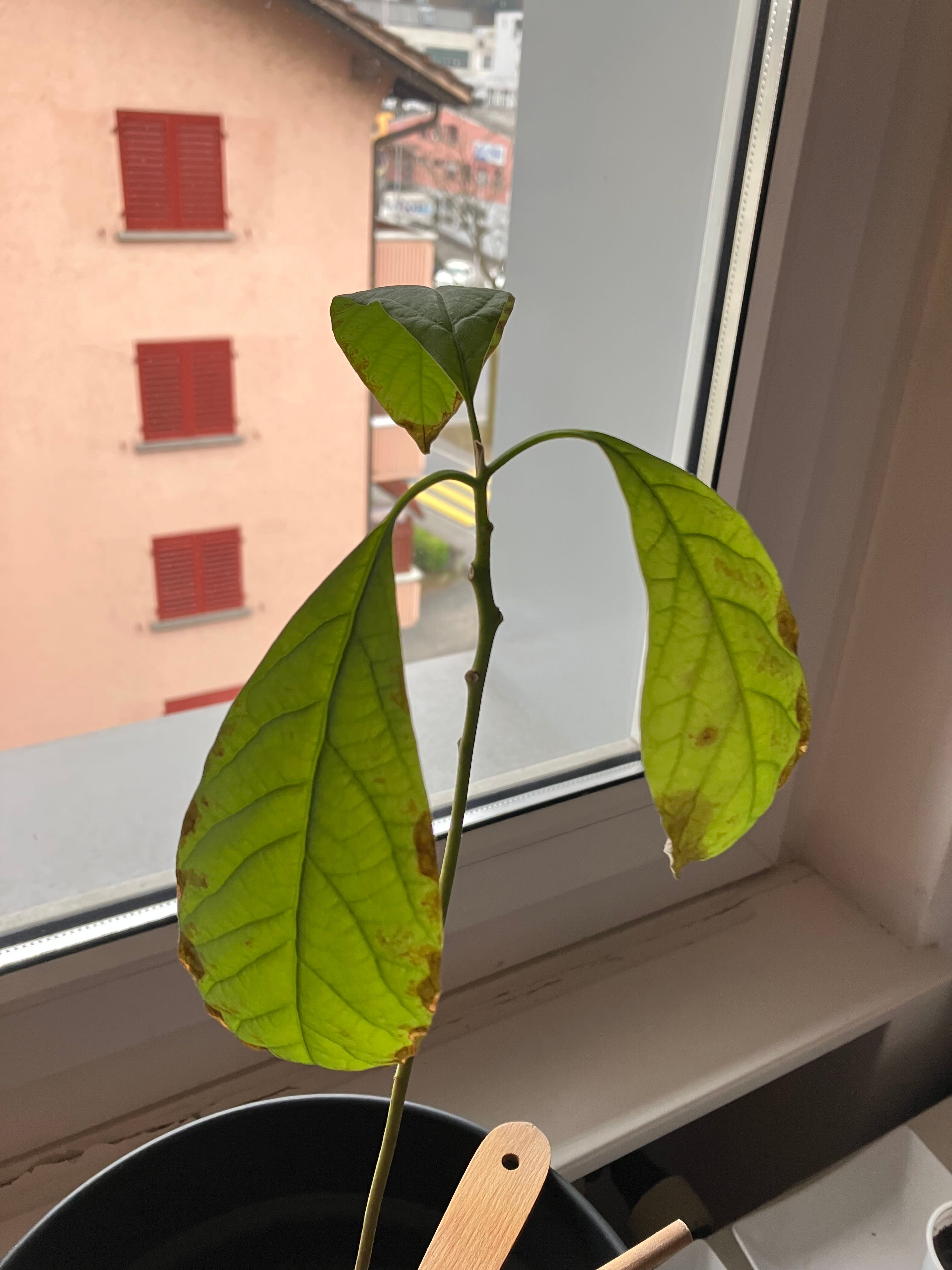 What To Do About Bugs on My Avocado?