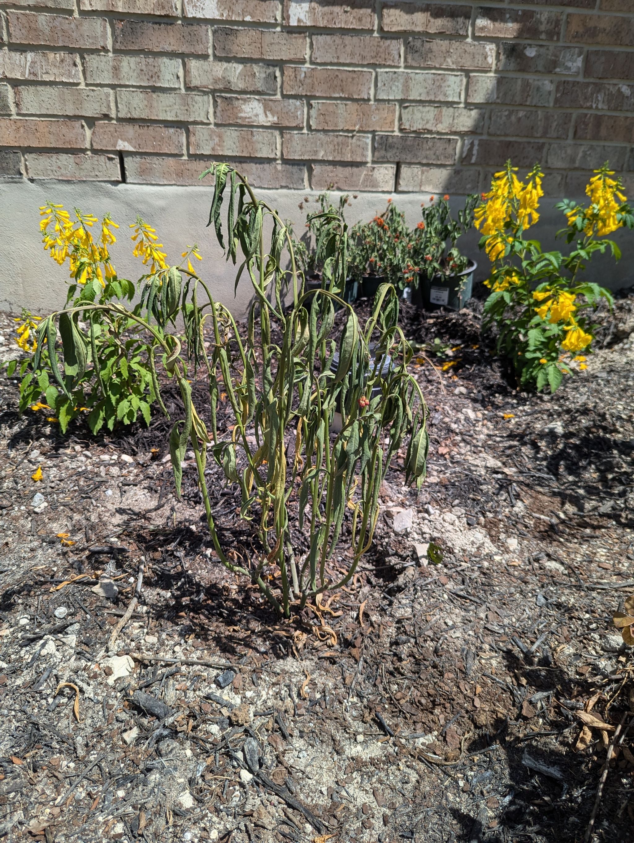 🦋 All About Your Common Milkweed's Roots