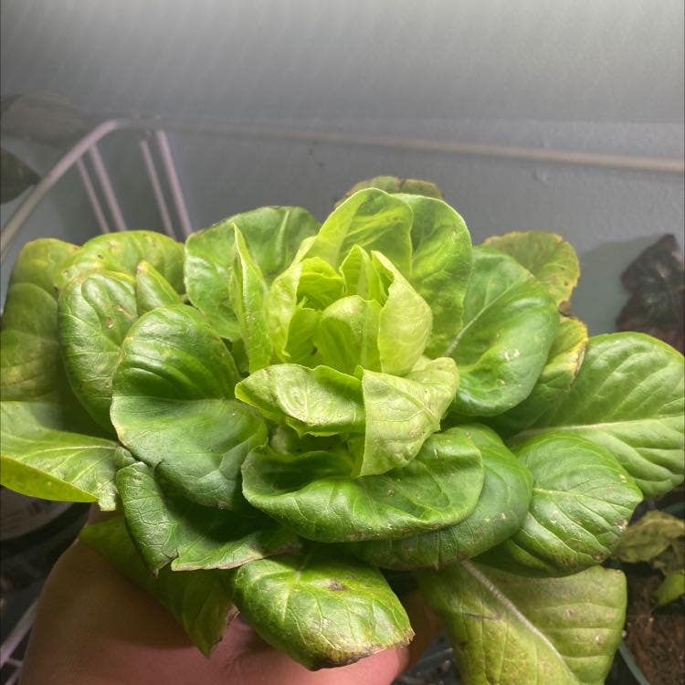 Am I Starving My Garden Lettuce? Fertilizing 101 Am I Starving My Garden Lettuce? Fertilizing 101