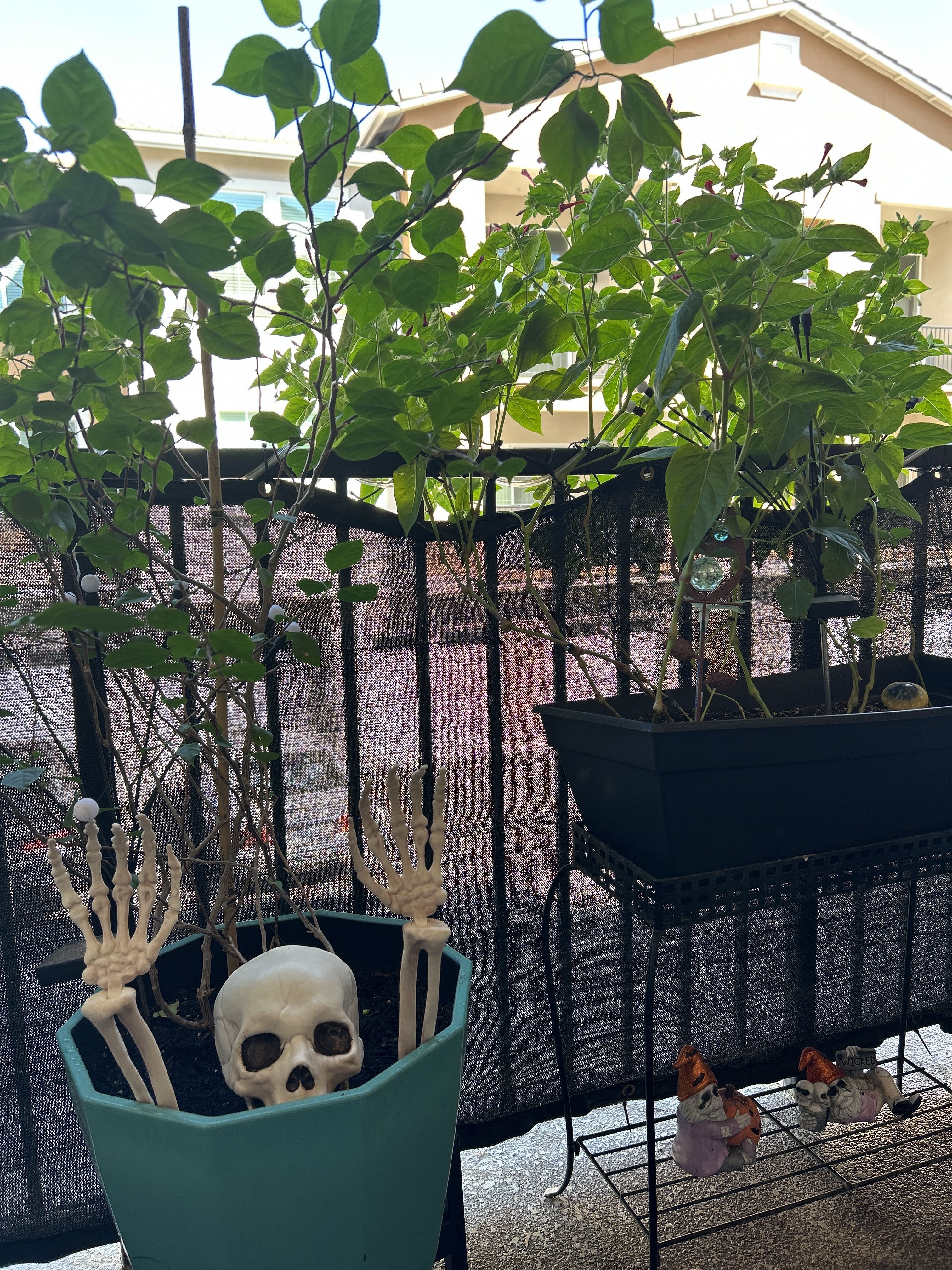 How To Care For Bougainvillea Pixie Queen Dwarf Mastering Water