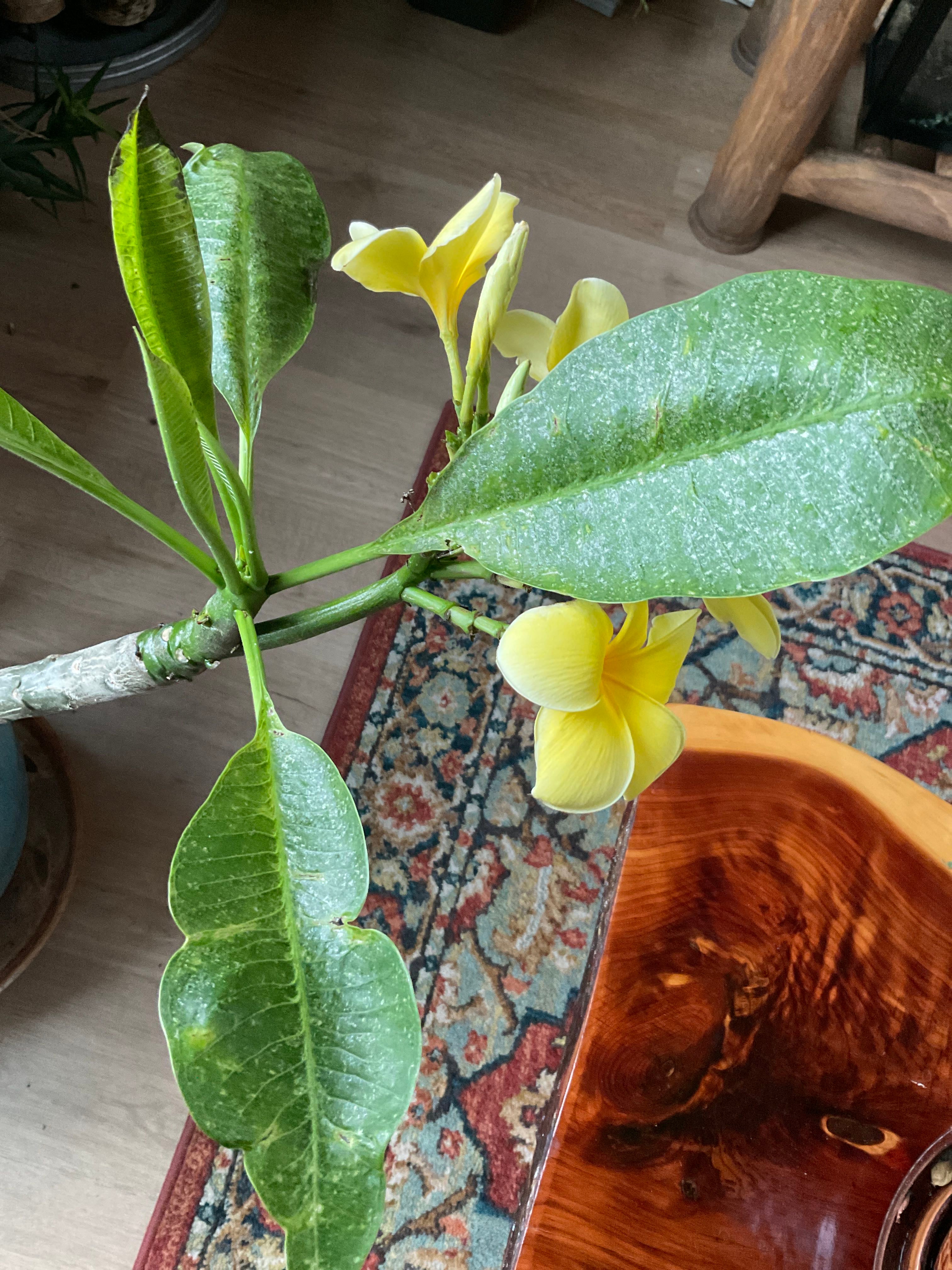 Ultimate Guide to Plumeria 'Leilani' Varieties 🌸