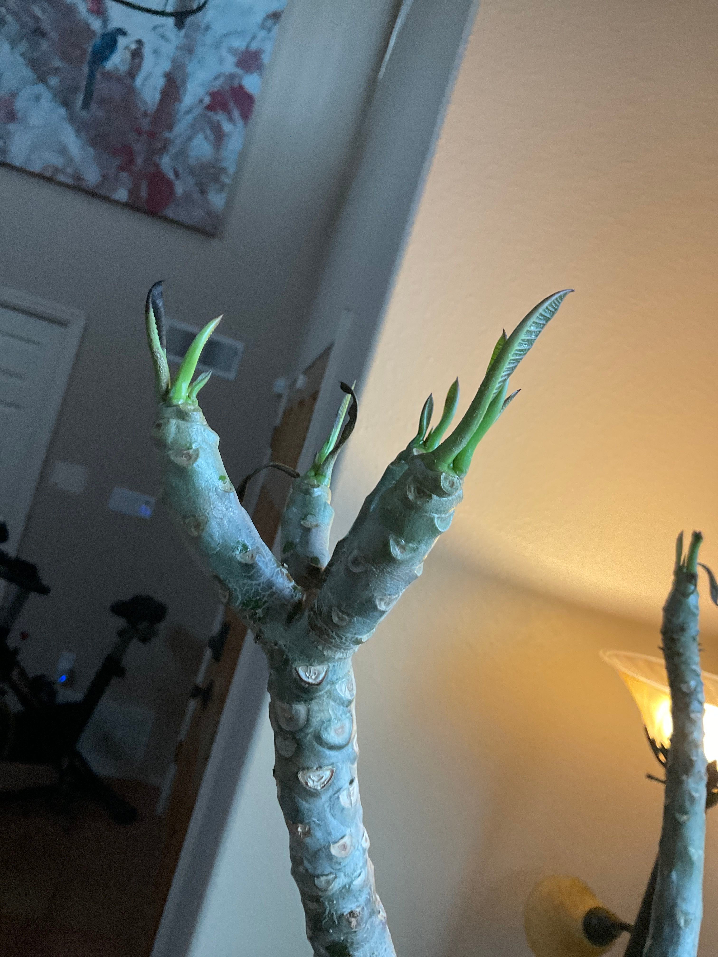 🌸 How to Fix Droopy Leaves on Your Plumeria 'Leilani'