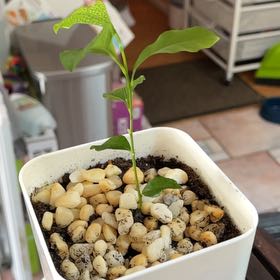 Genoa Lemon Tree: How Much Water & Light Does it Need to Thrive?