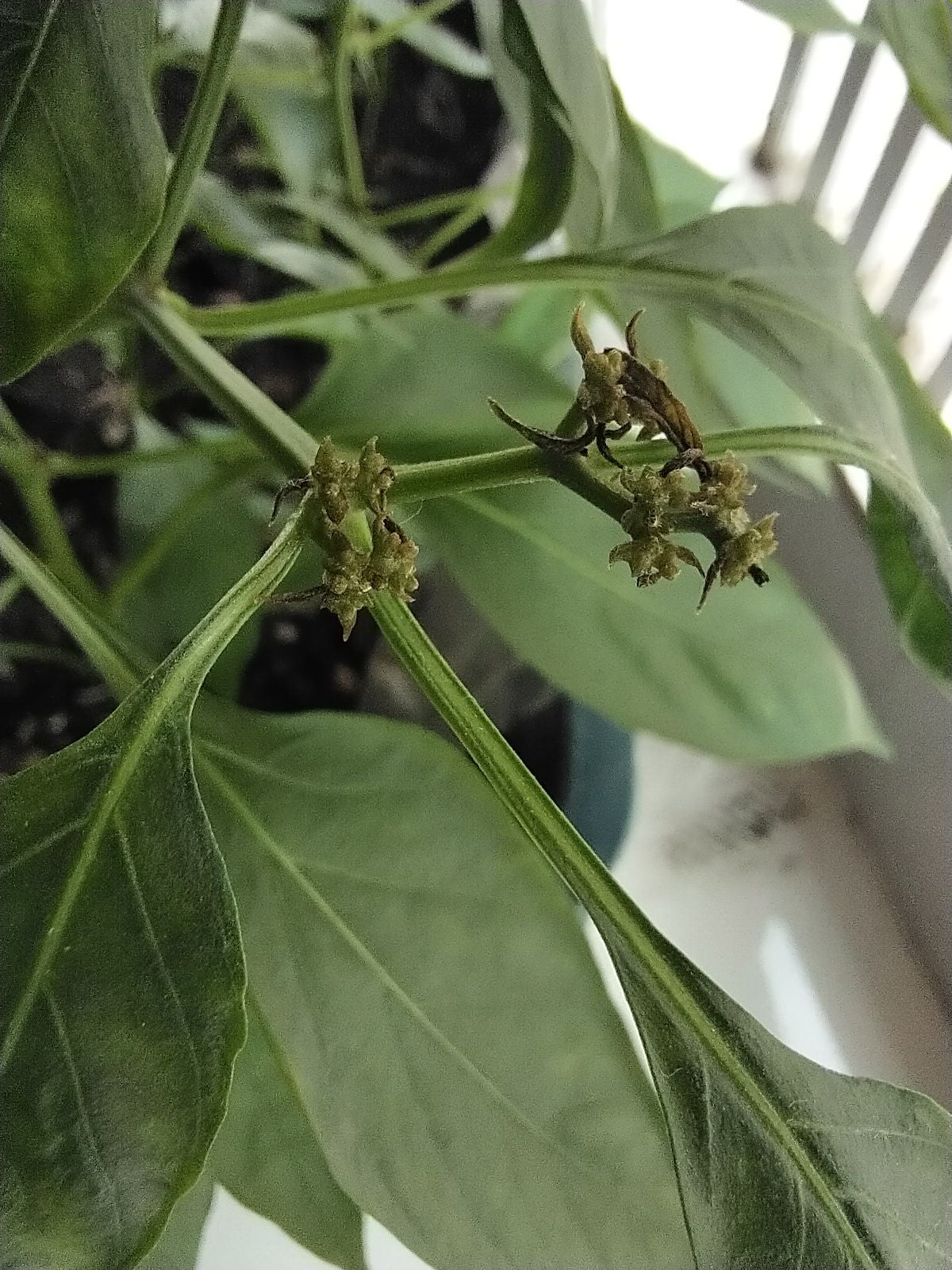 Ghost Pepper Plant Care: Water, Light, Nutrients | Greg App 🌱