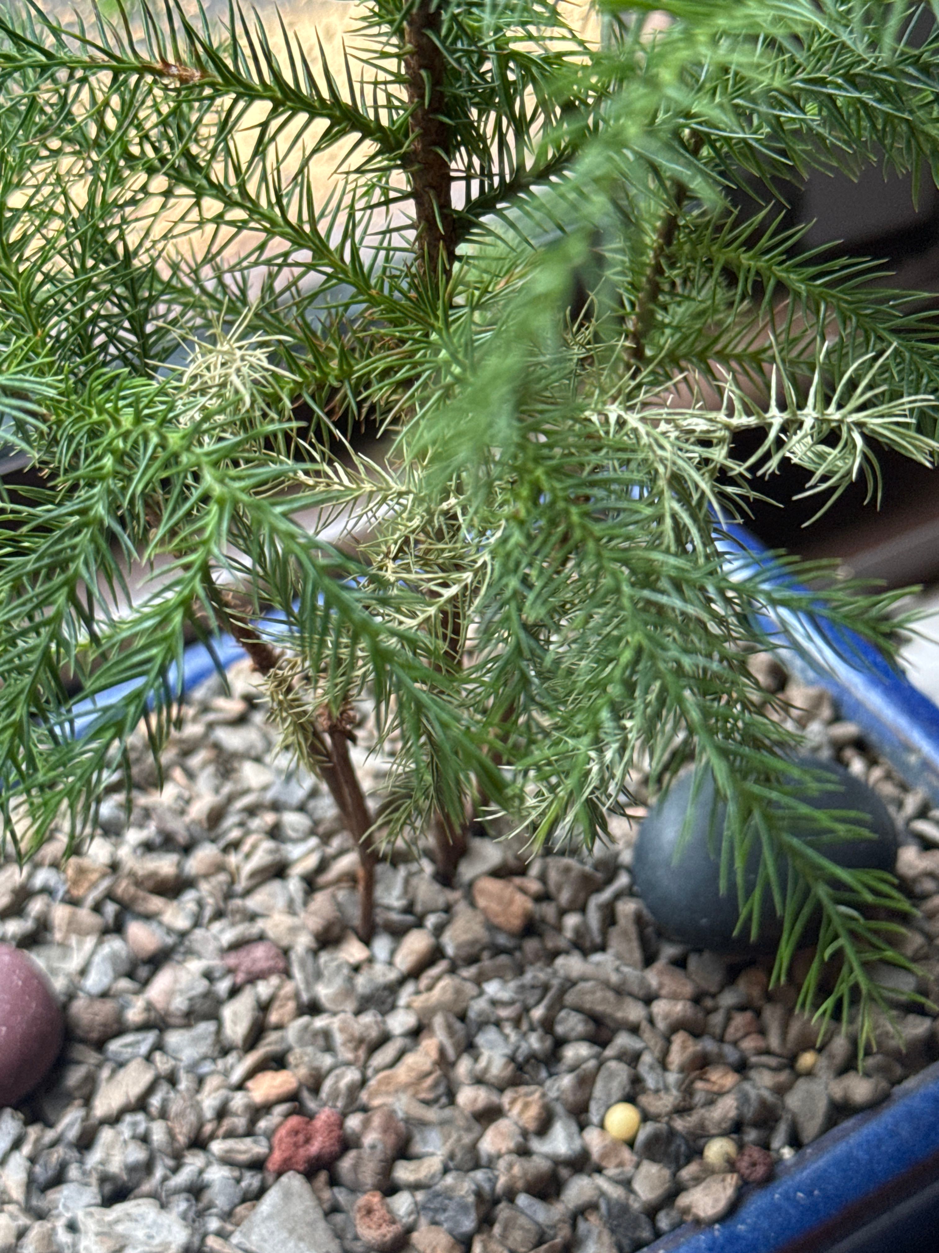 How To Propagate Your Norfolk Island Pine