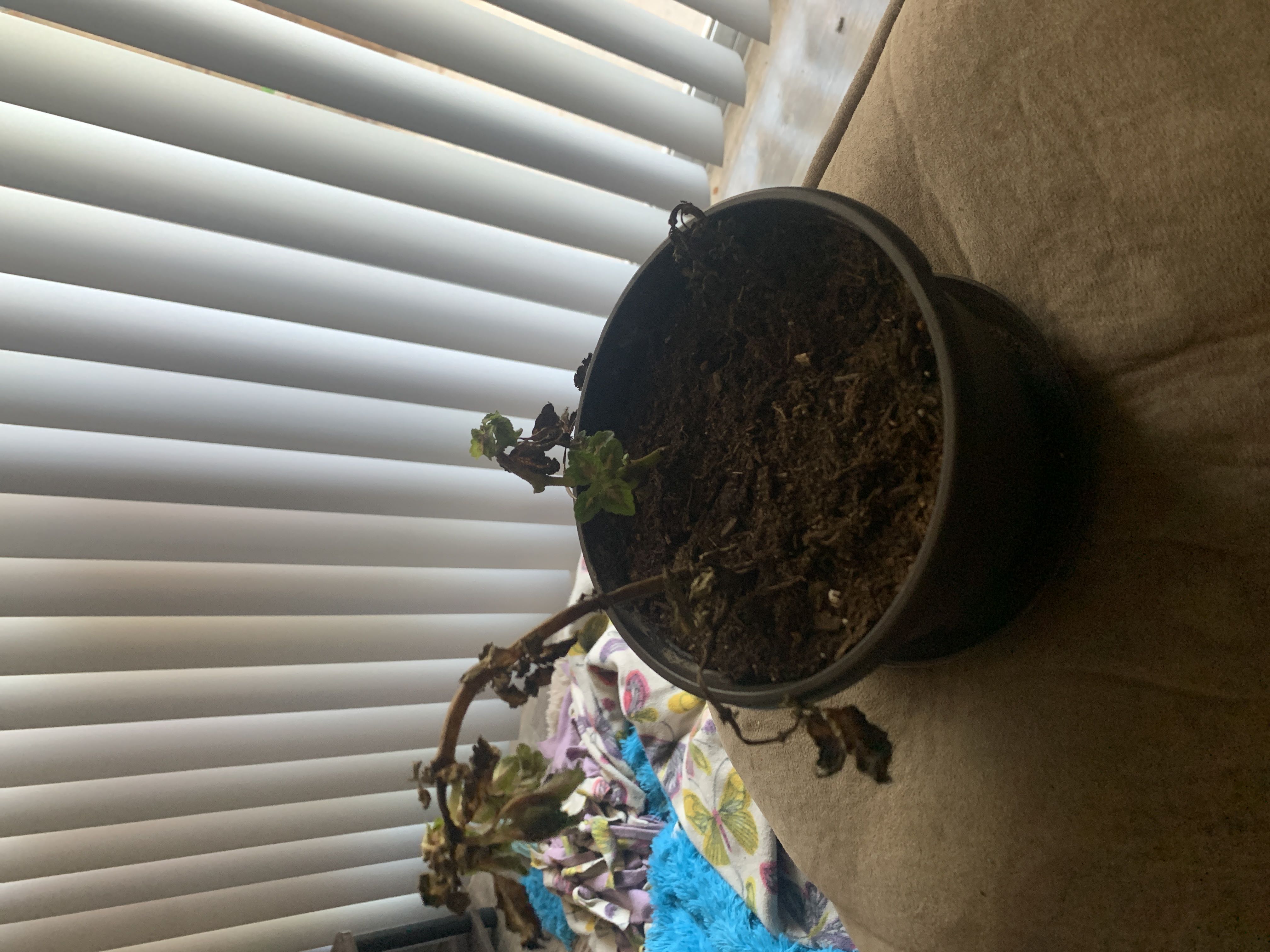coleus volcanica Care 101: Water, Light & Growing Tips