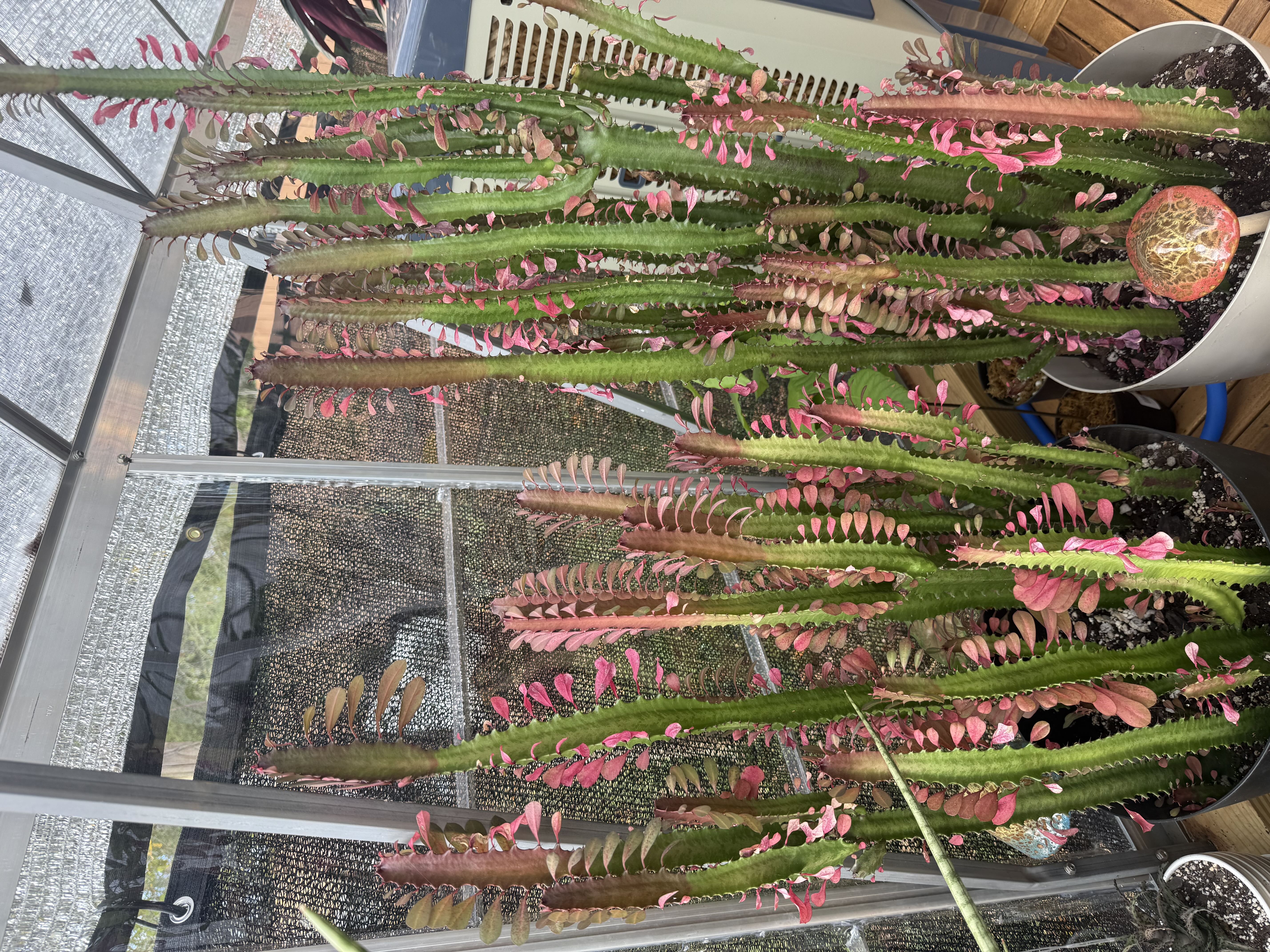 Can I cut my African milk tree where it’s bending and sta...