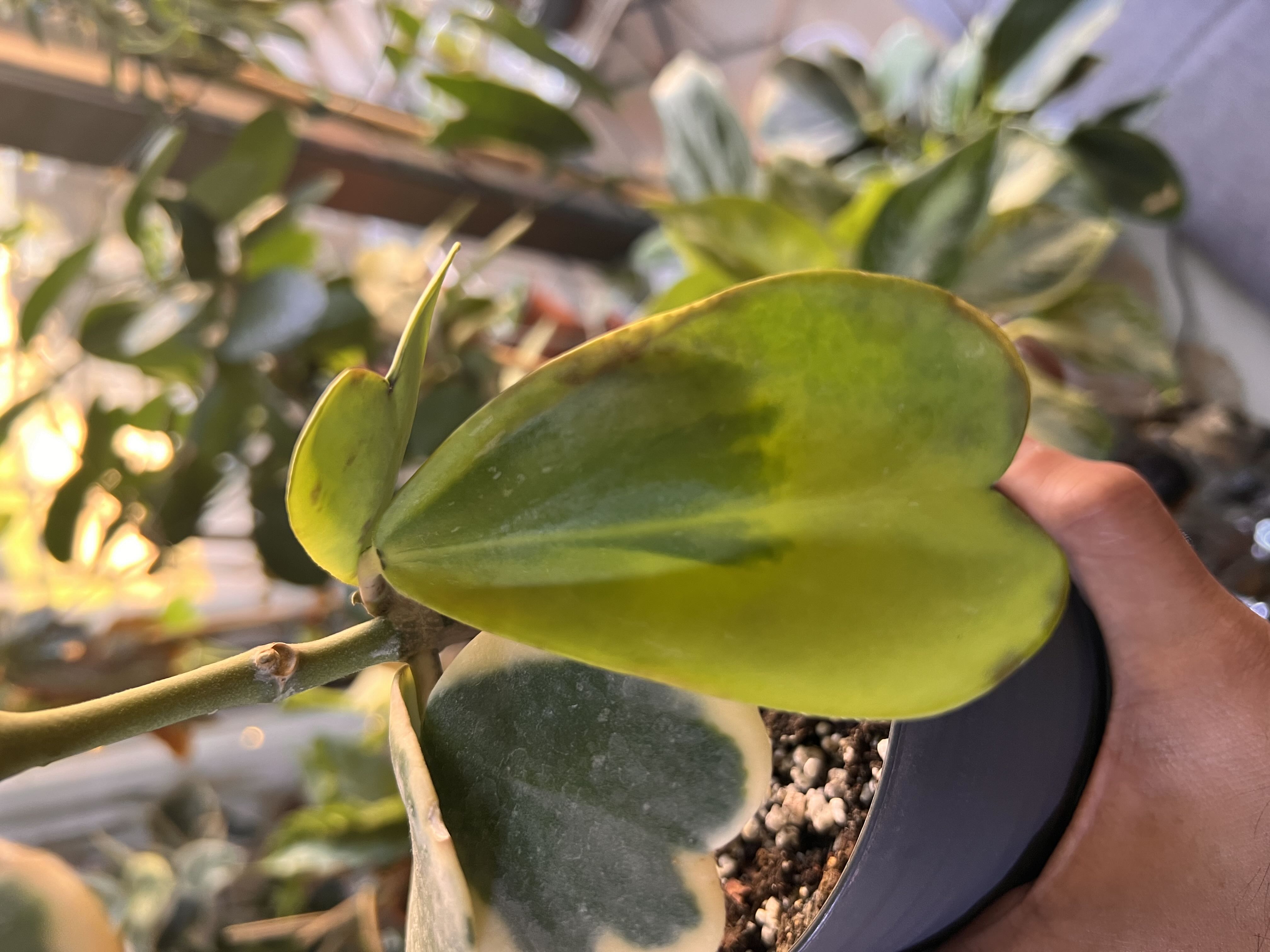 Black Spots on My Hoya multiflora 'Variegata' Leaves