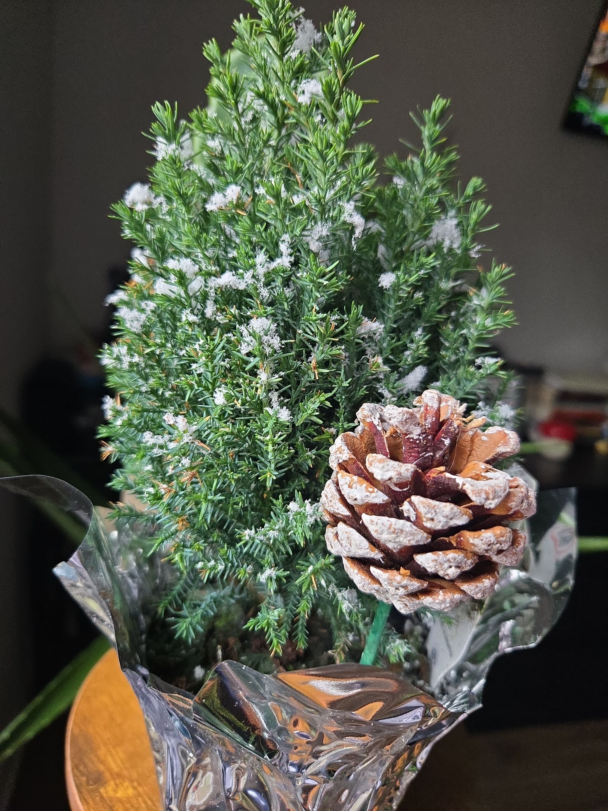 🍋 Chamaecyparis 'Lemon Thread' Explained: Key Information