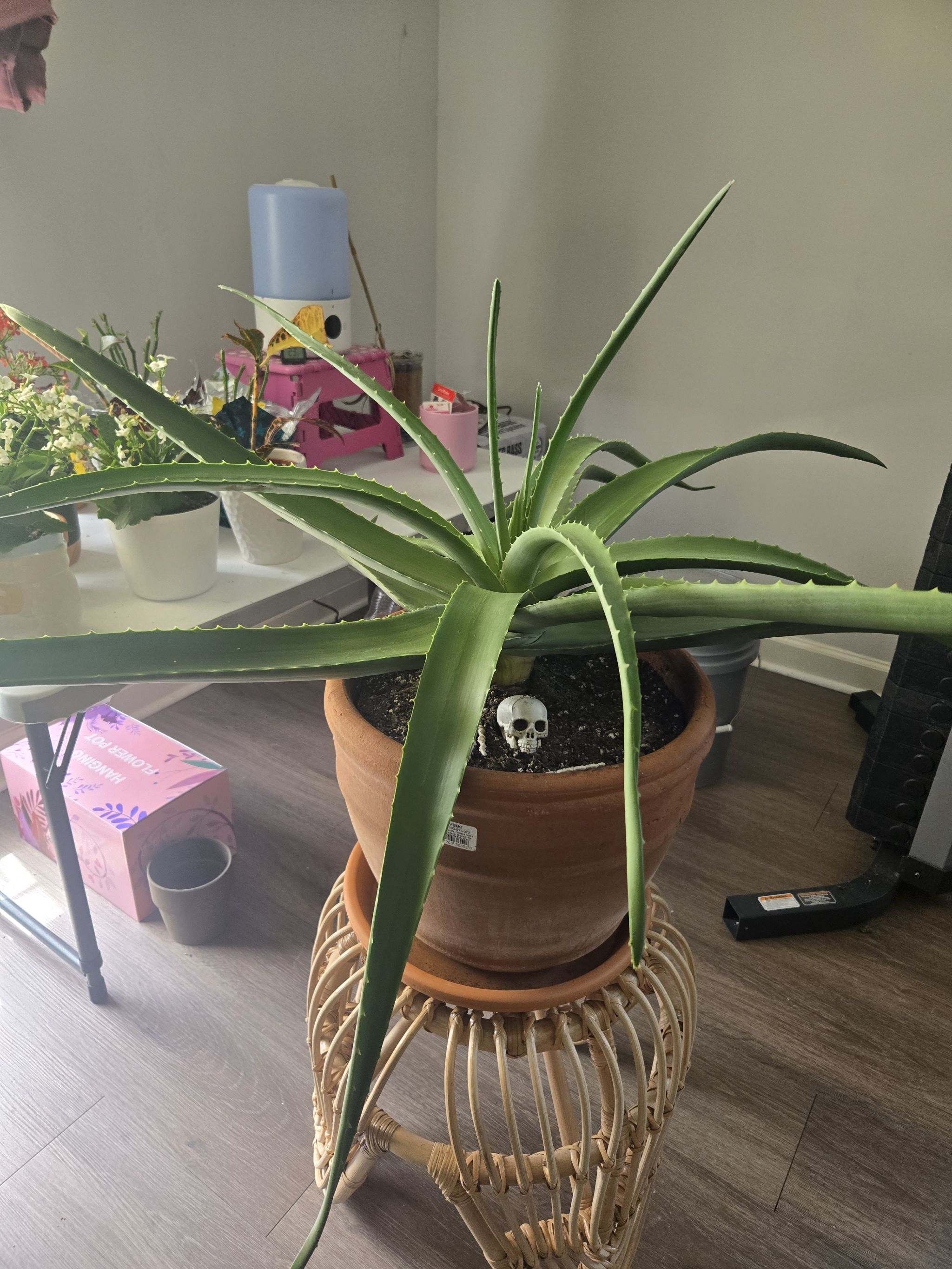 Aloe 'T-Rex' Plant Care: Water, Light, Nutrients | Greg App 🌱
