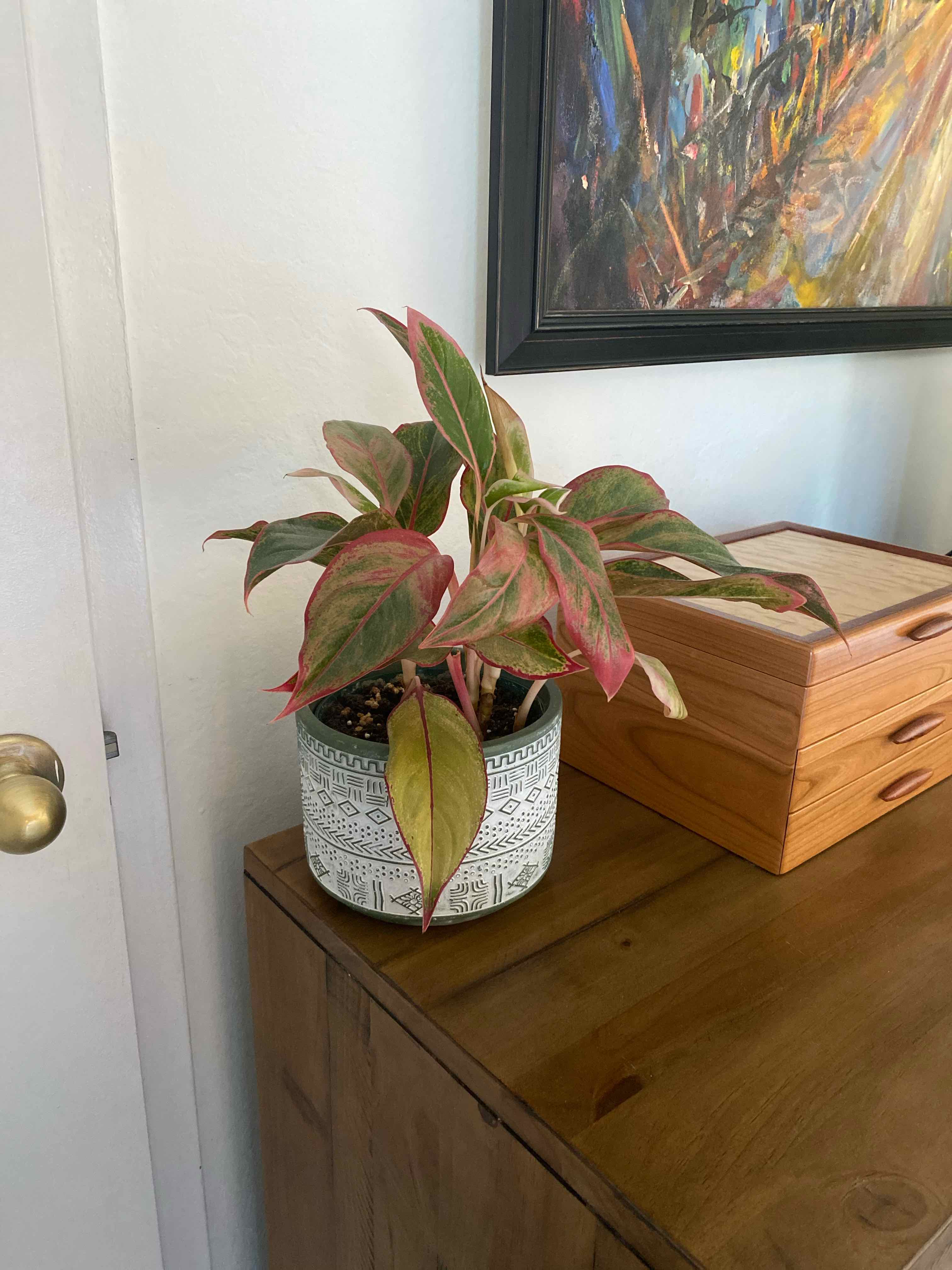 Why Are My Red Siam Aurora Aglaonema Leaves Falling Over?