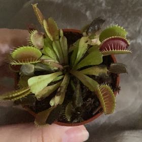 chomp | A plant by @pedroplantscal on Greg