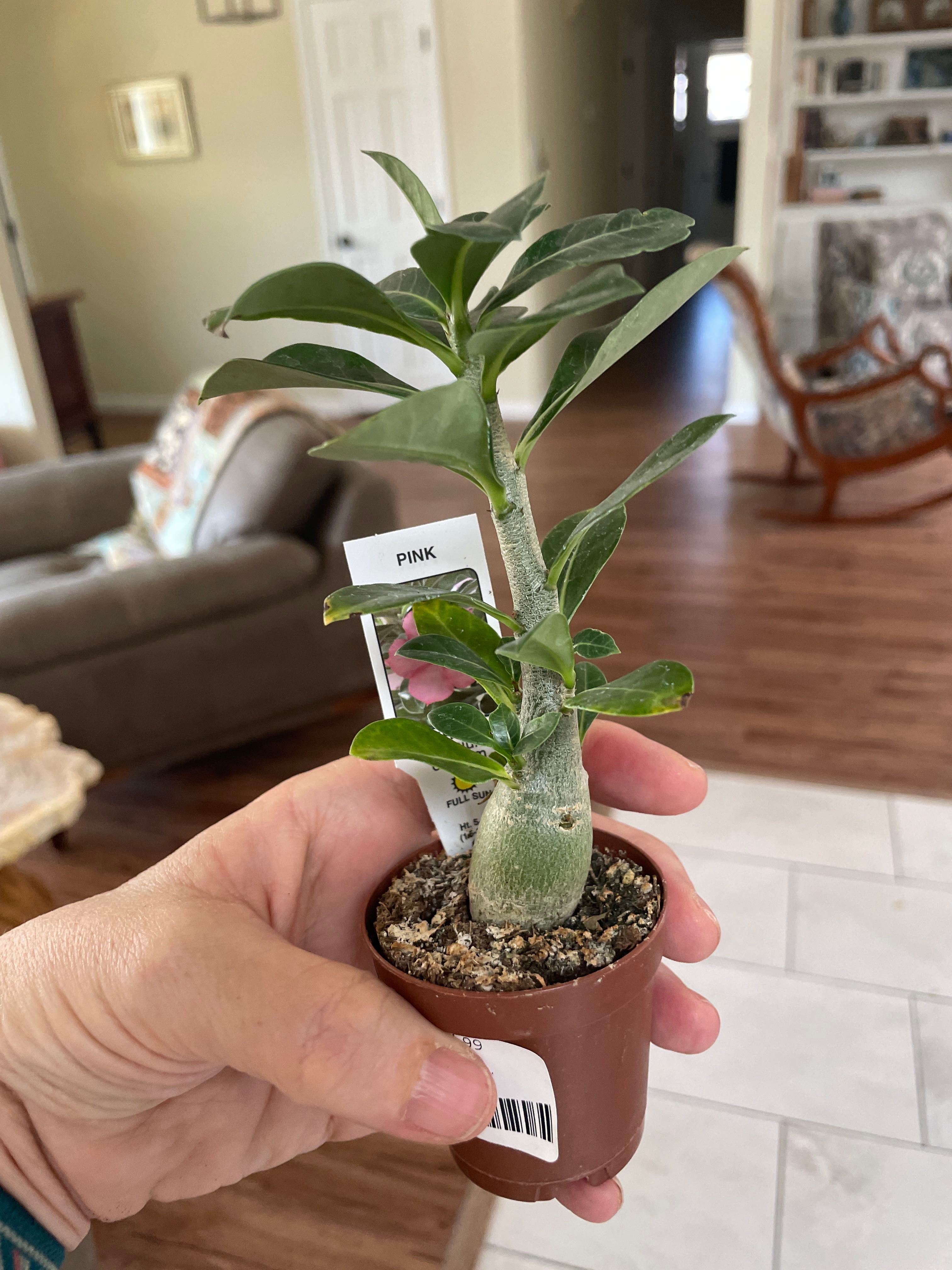 Soil Recommendations For Desert Rose Plant