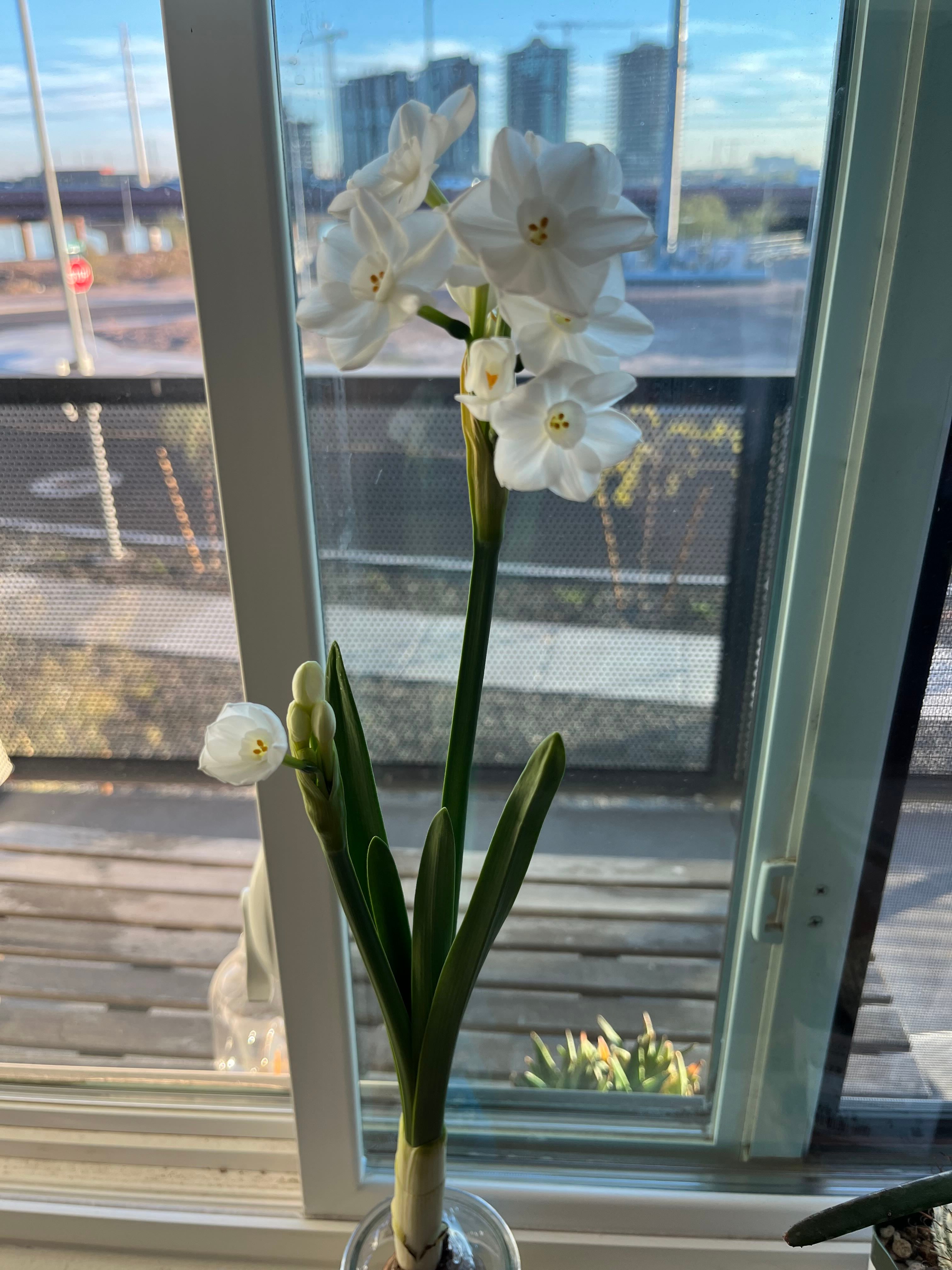 🌼 7 Indoor Daffodil Care Dos and Don'ts