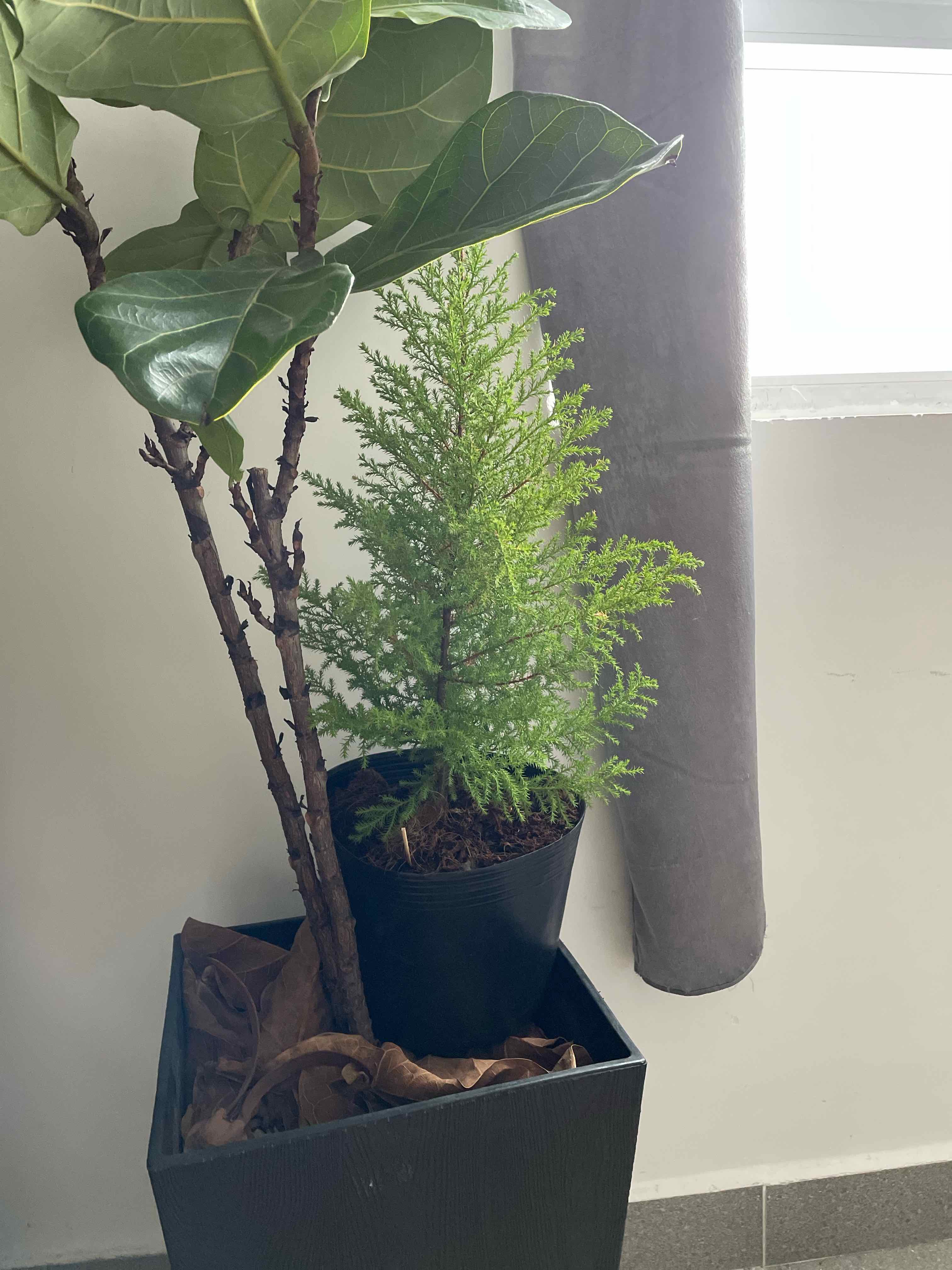 Propagating Cupressus macrocarpa: The Ultimate Guide