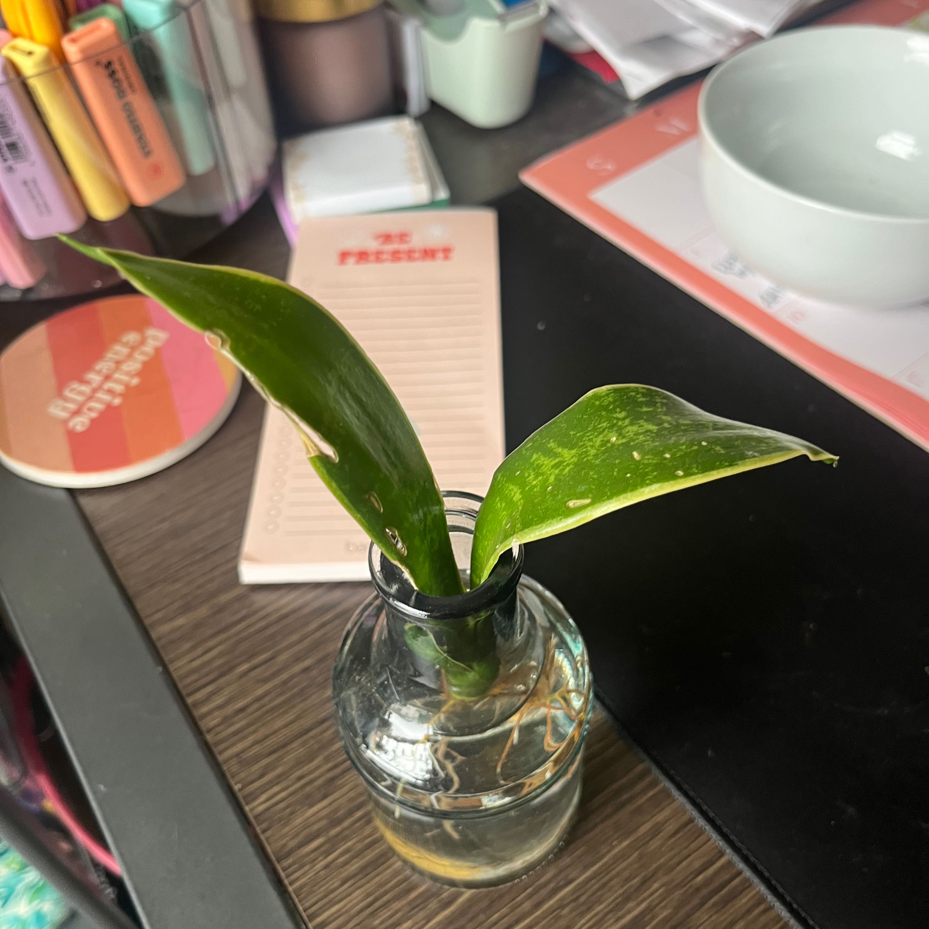 My Jaboa Snake Plant's Light Needs