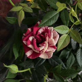 Neil Diamond Rose Plant Care: Water, Light, Nutrients | Greg App 🌱