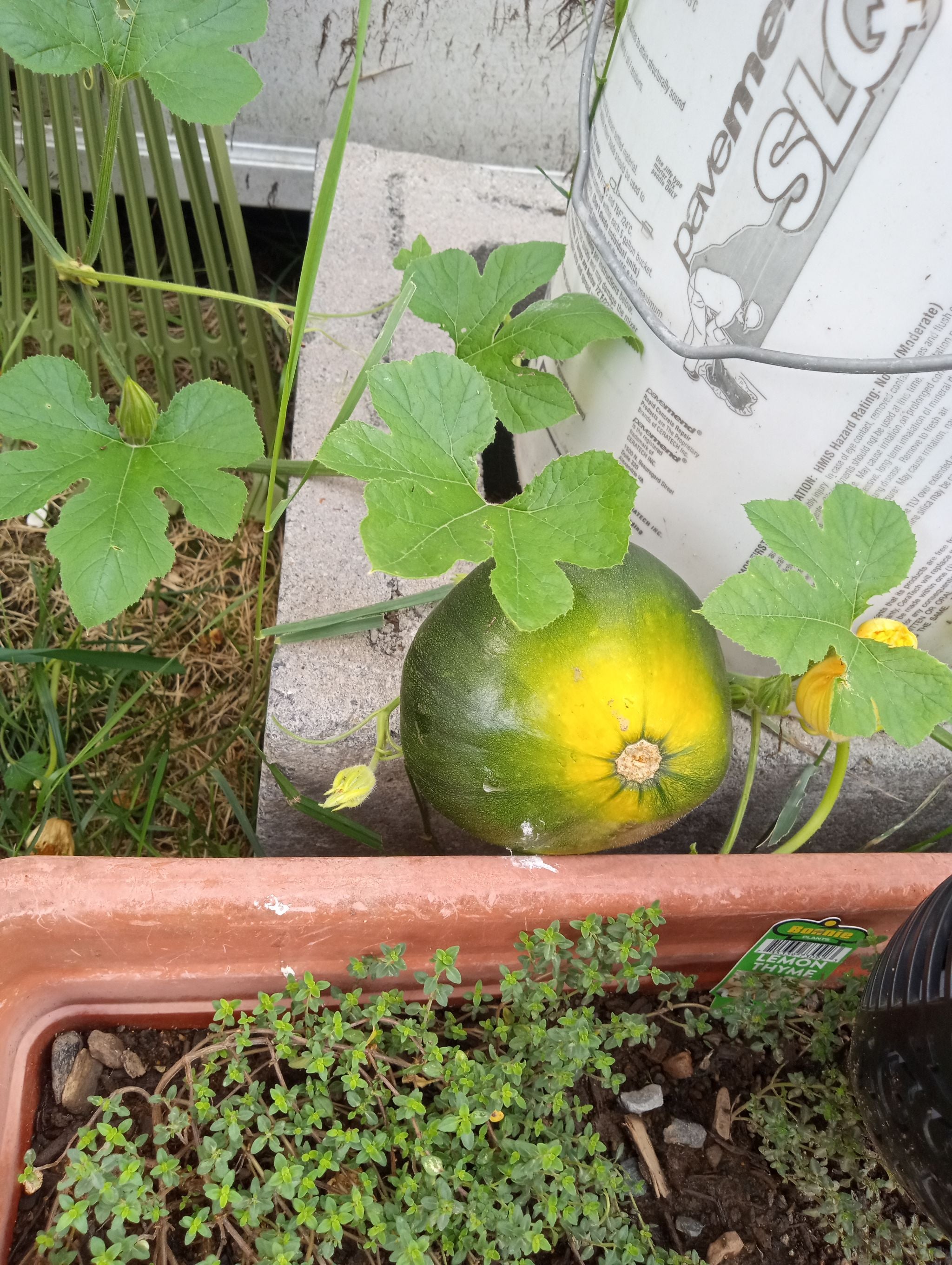 Ultimate Guide to Temperature for Pumpkin 🎃