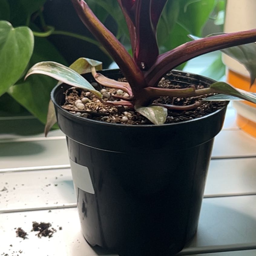 Emerson | A plant by @DynamicCuttings on Greg