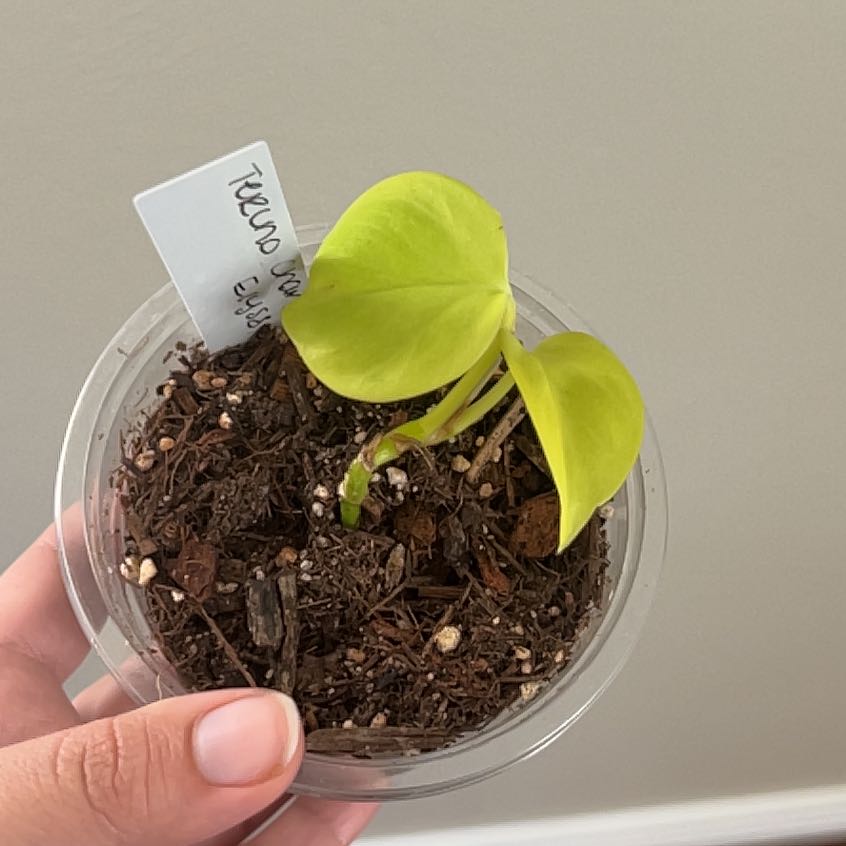 Hemingway | A plant by @DynamicCuttings on Greg