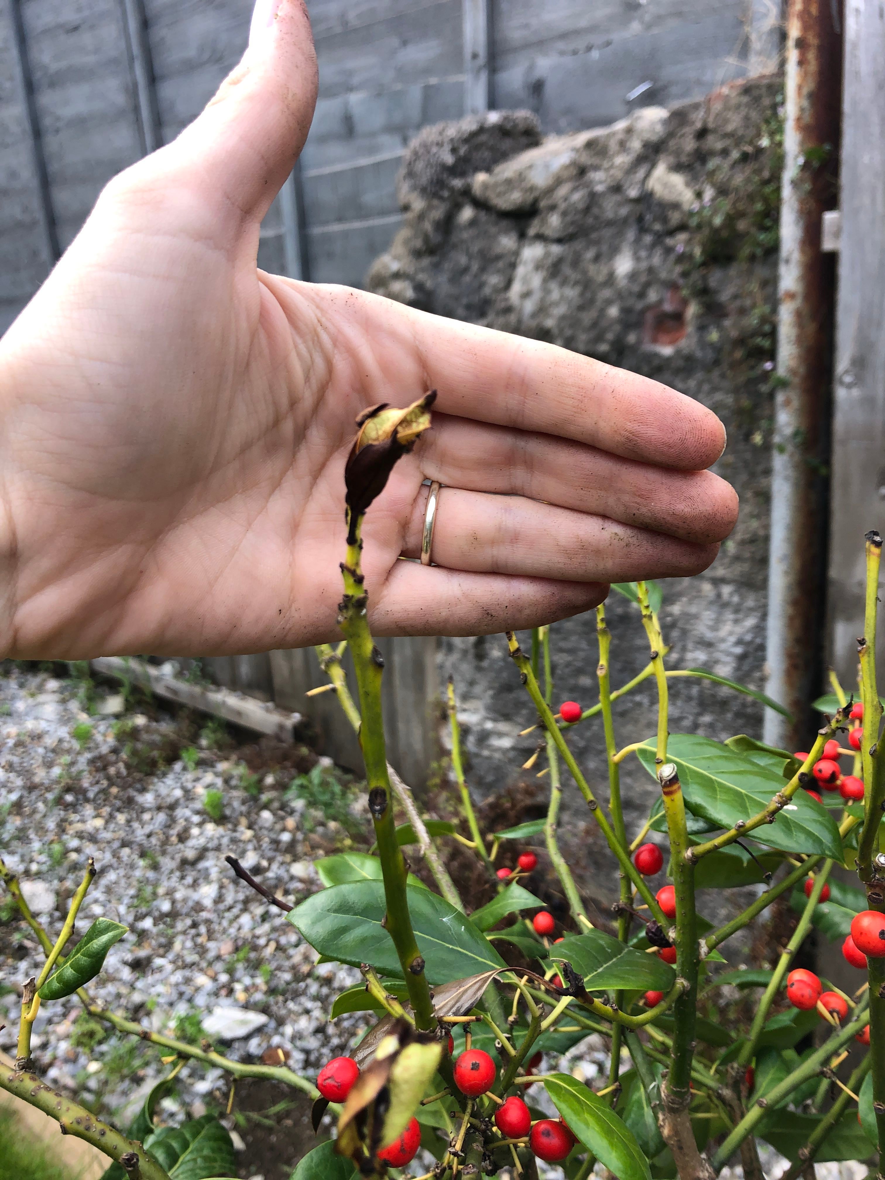 What You Should Know About Blue Holly 'Castle Wall'