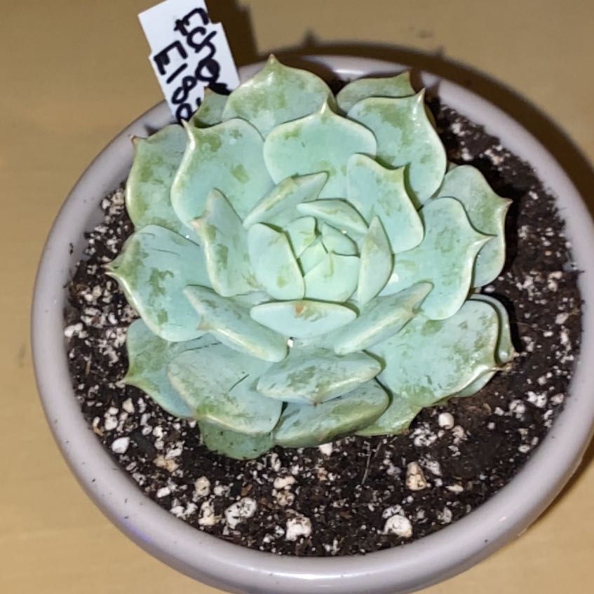 Echeveria 'Elsa' Plant Care: Water, Light, Nutrients | Greg App 🌱