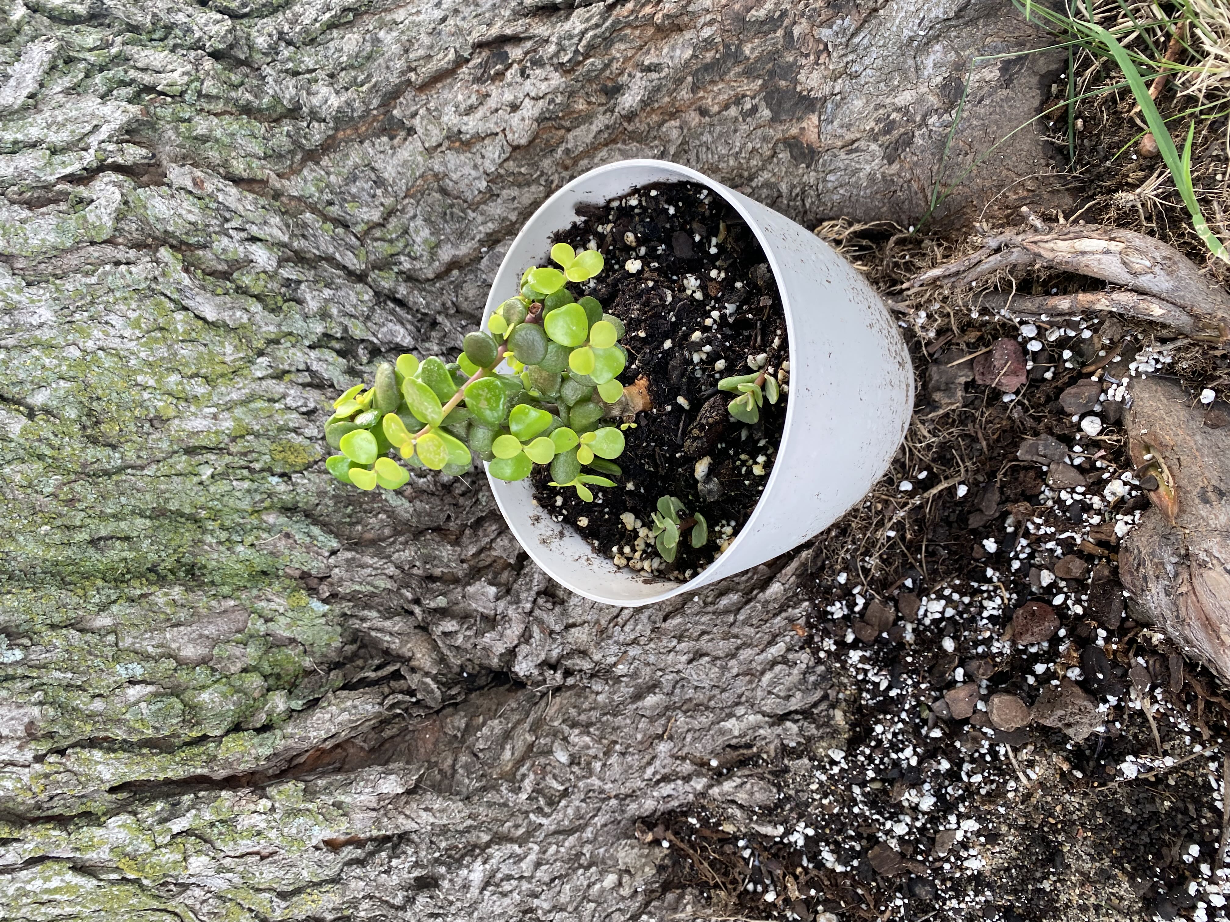 Large Leaf Elephant Bush Plant Care: Water, Light, Nutrients | Greg App 🌱