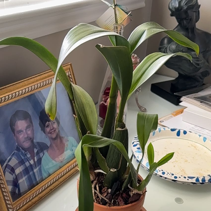 Turtle Shell Orchid Plant Care: Water, Light, Nutrients | Greg App 🌱