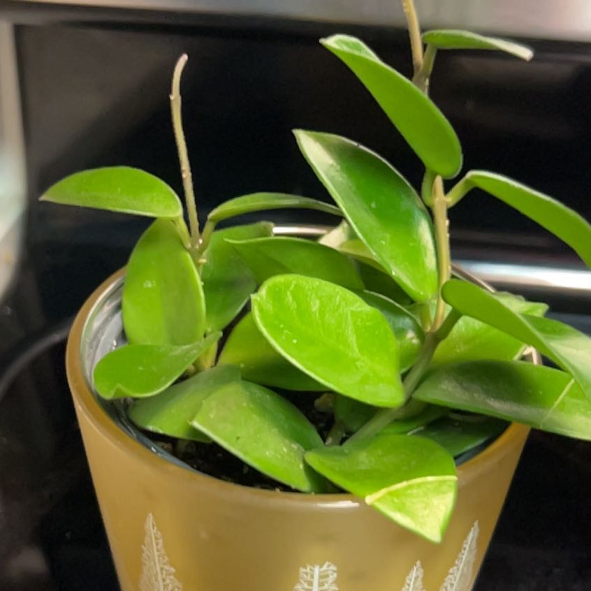 The Complete Hoya 'Chouke' Plant Care Guide: Water, Light & Beyond