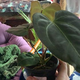 Keep Your Anthurium Velvet Shadow X Hoffmanii X Alive: Light, Water ...