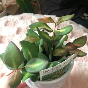 The Complete Sea stone hoya Plant Care Guide: Water, Light & Beyond