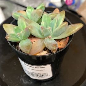 The Complete Blue pearl Plant Care Guide: Water, Light & Beyond