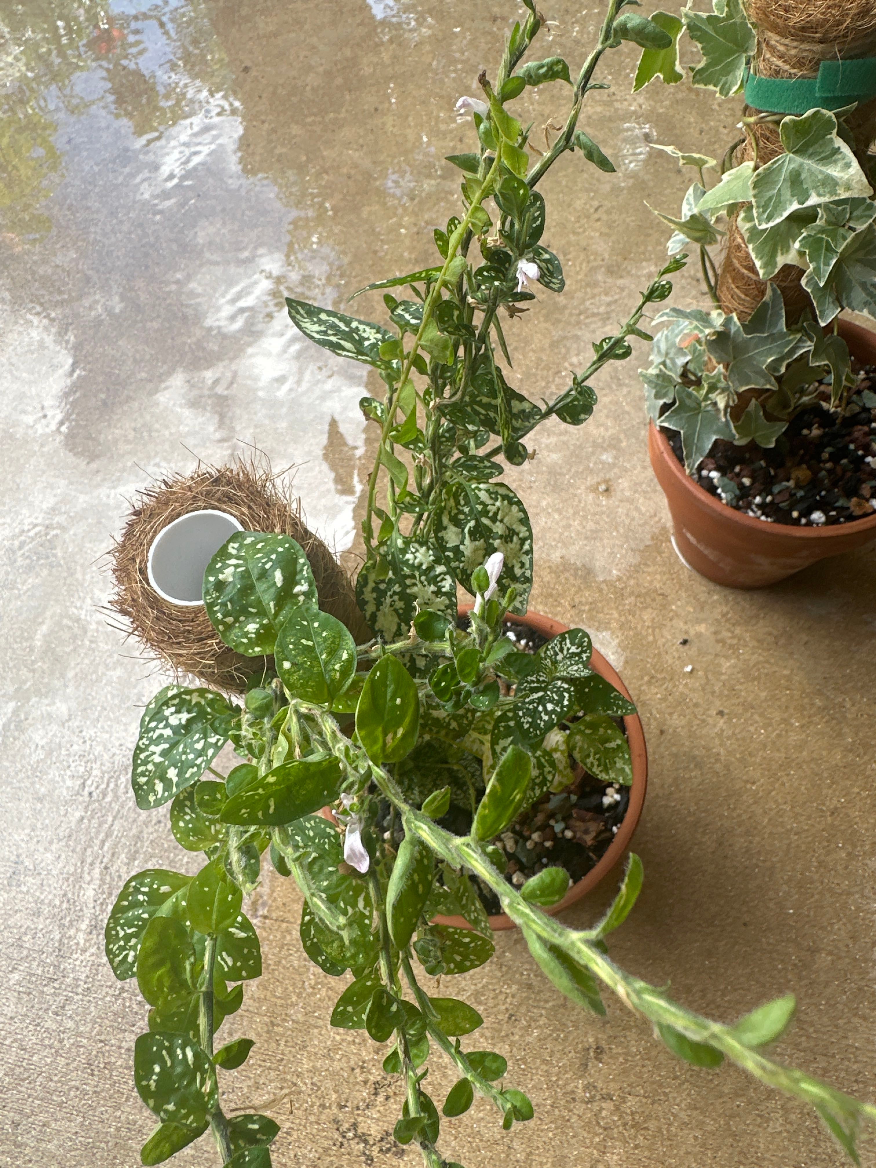 9 Best Companion Plants for Polka Dot Plant 🌸