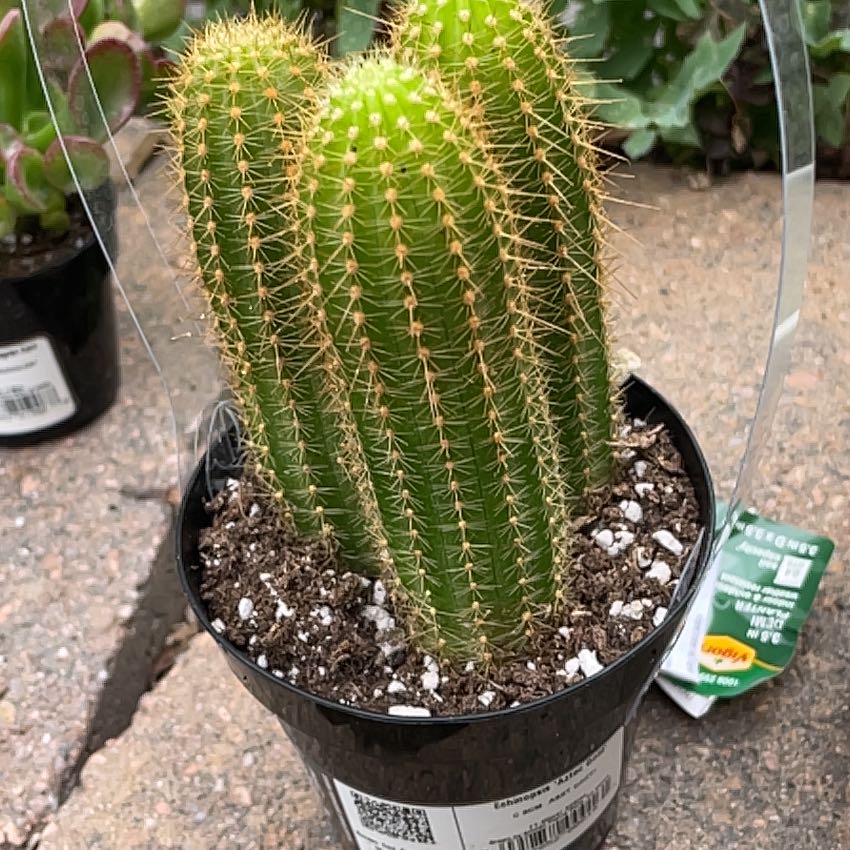 Echinopsis 'Aztec Gold' Plant Care: Water, Light, Nutrients | Greg App 🌱